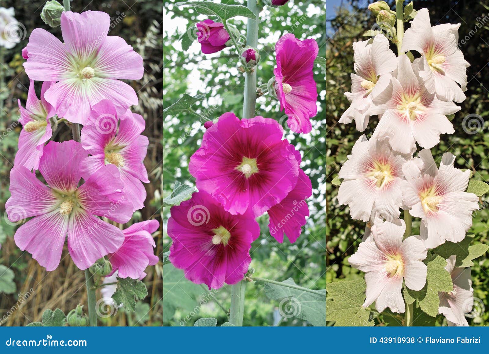 Malvarosa, rosea del alcea fotografia stock. Immagine di colori - 43910938