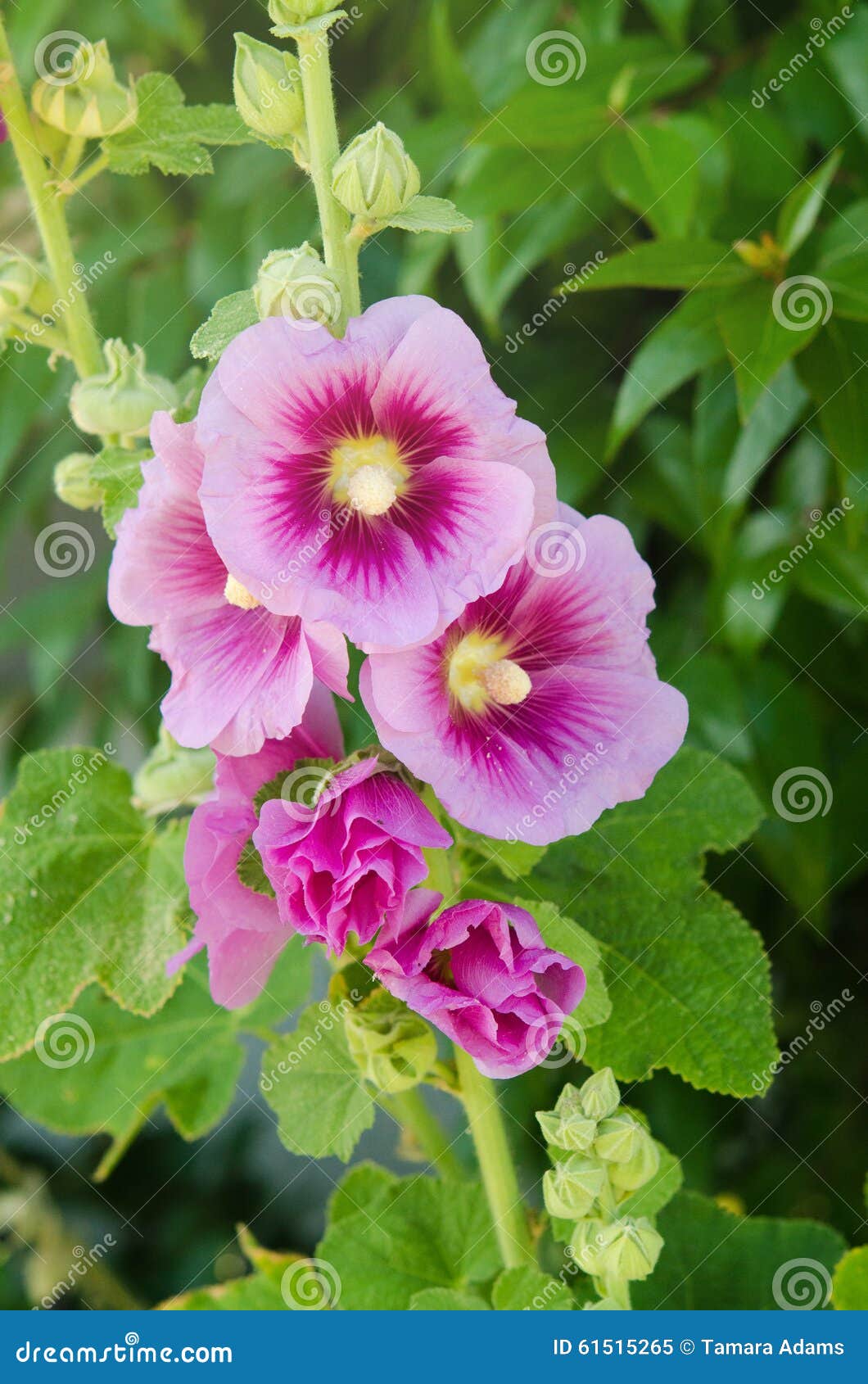 Malvarosa variegata rosa immagine stock. Immagine di foglio - 61515265