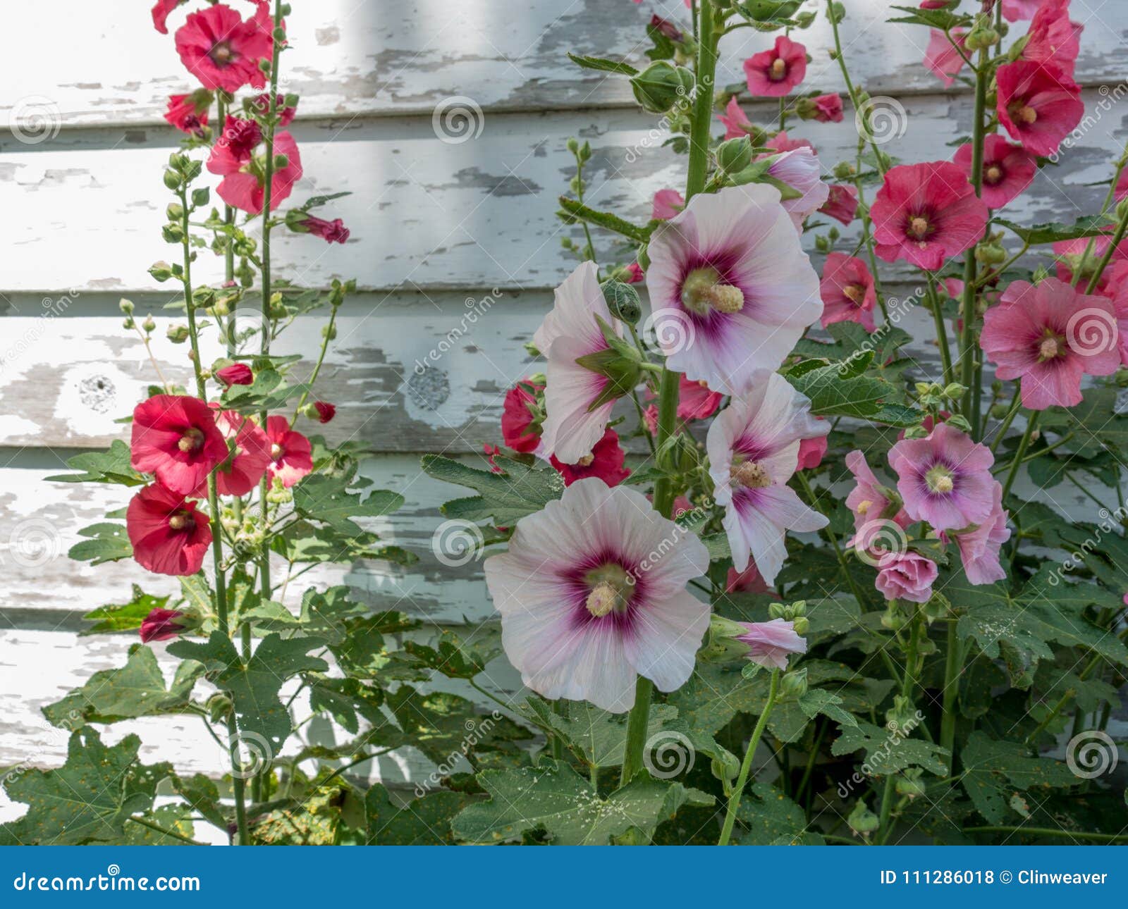 Malvas Rosas No Fundo Da Vertente Da Ripa Foto de Stock - Imagem de ...