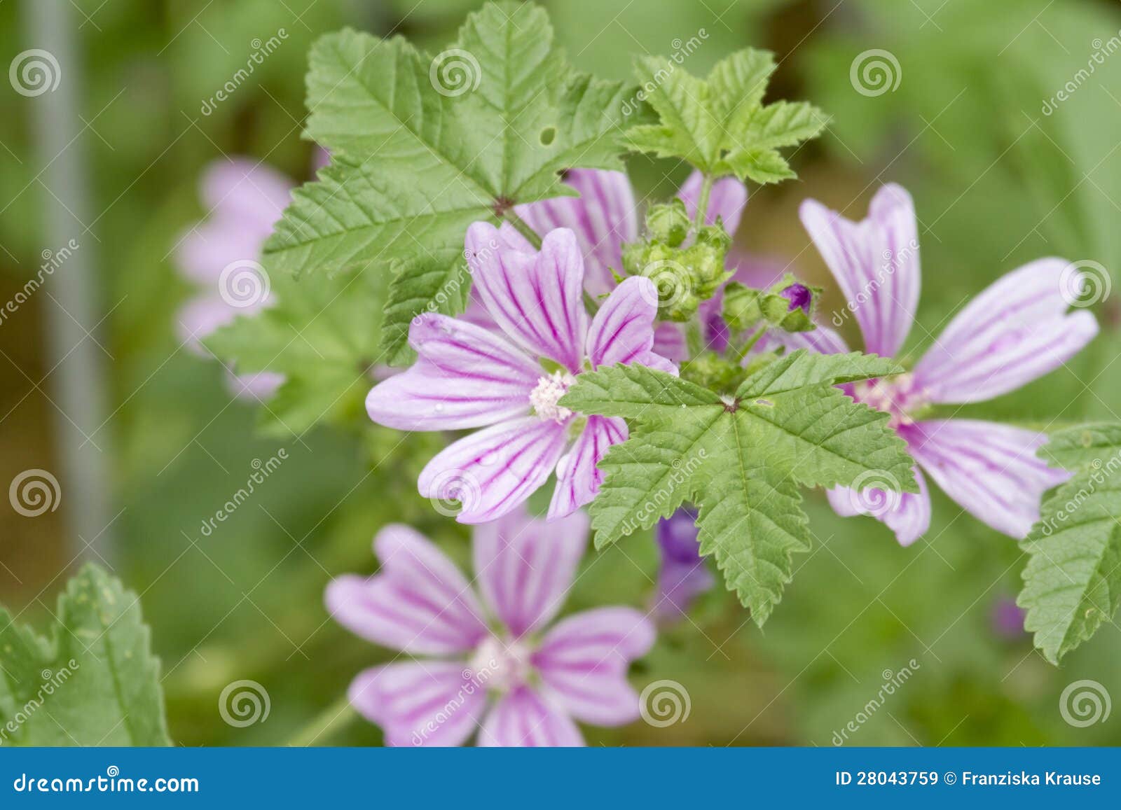 Malve - Malva sylvestris stockbild. Bild von blatt, malve - 28043759