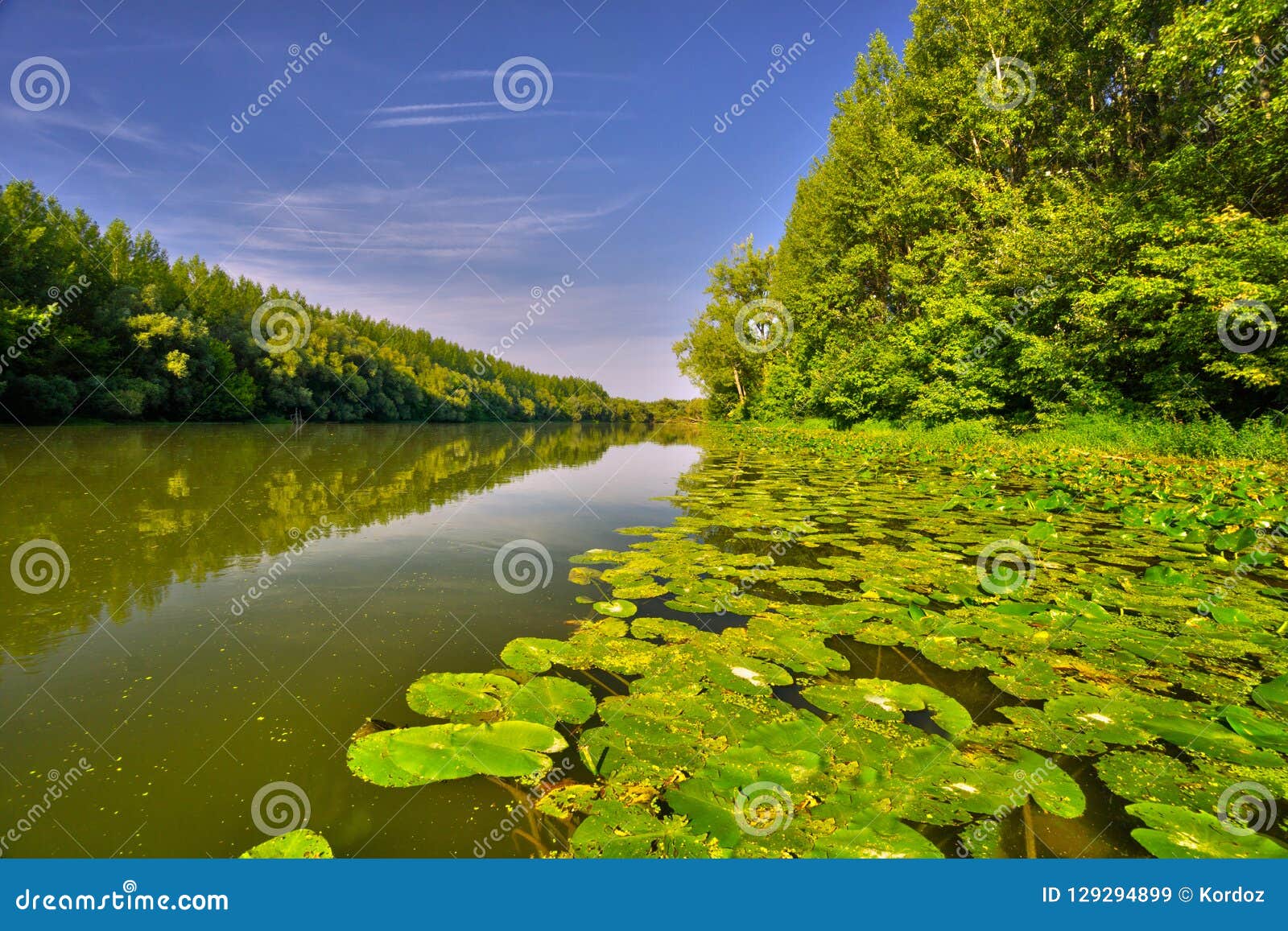 Maly Dunaj-rivier Met Geel Water Lilly Stock Afbeelding - Image of ...