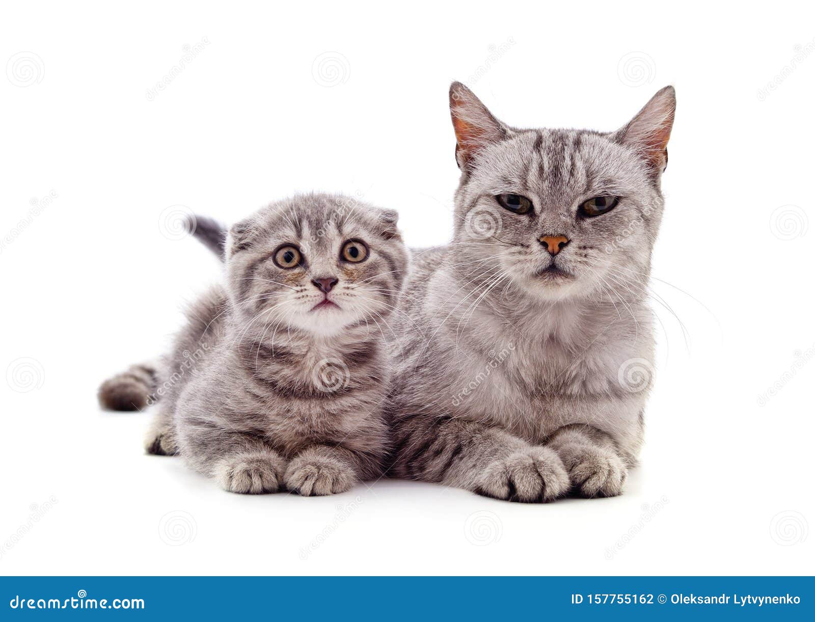 MamÃ¡ gato con gatito foto de archivo. Imagen de adorable - 157755162