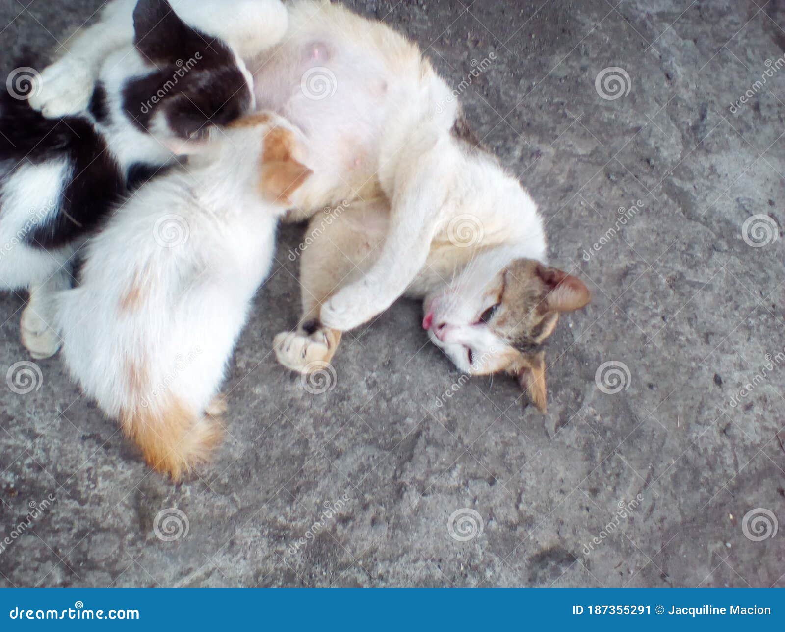 Mamá Gato Con Gatitos En Boca Imagen de archivo - Imagen de gato, mama ...