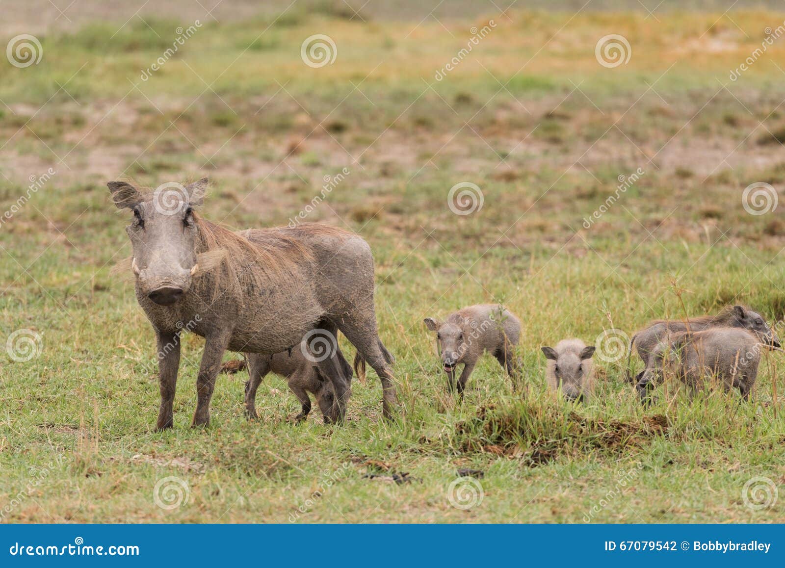 Mamã E Bebês Do Javali Africano Foto de Stock - Imagem de fofofo ...