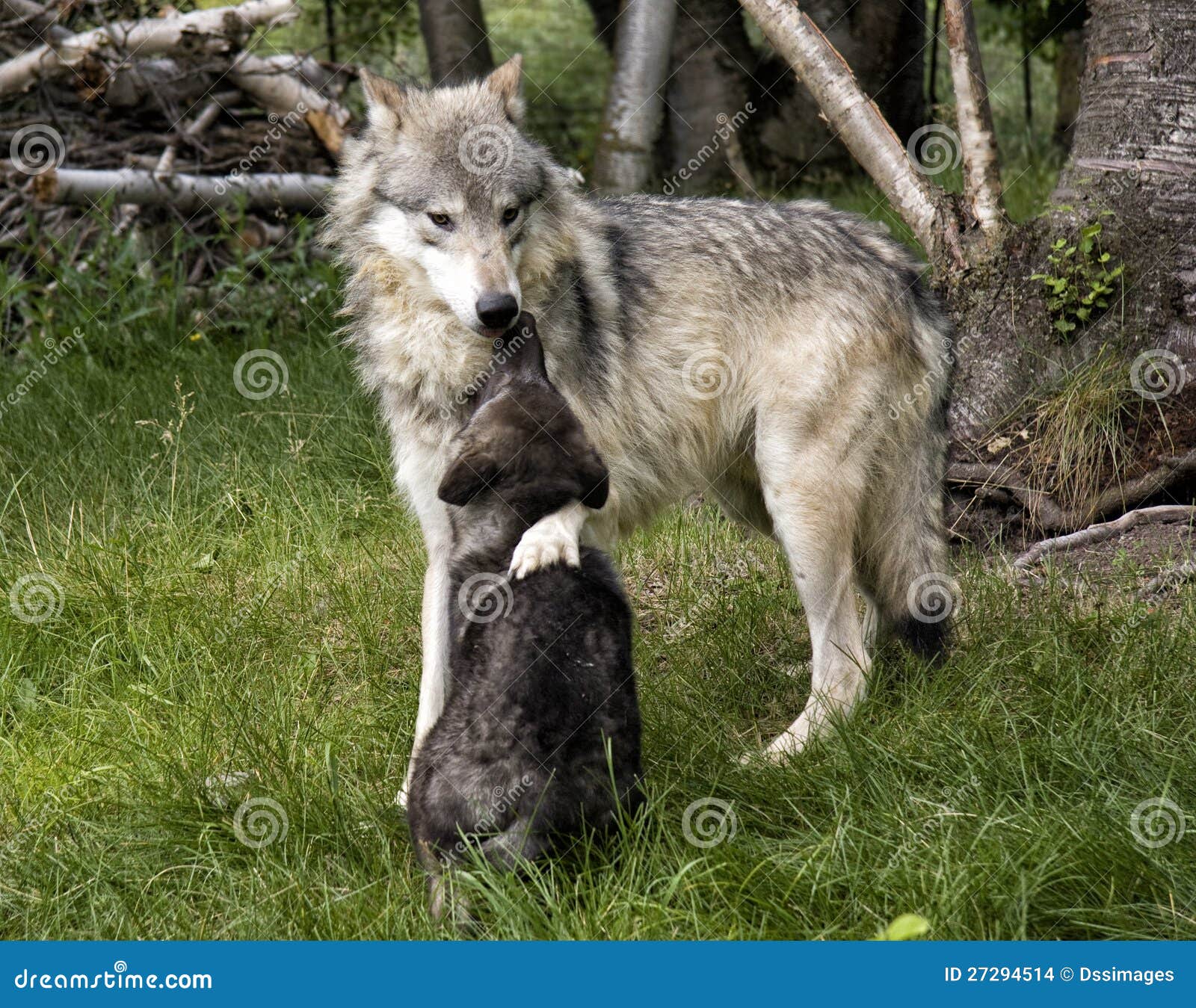 Mamã E Filhote De Cachorro Do Lobo Foto de Stock - Imagem de pele ...