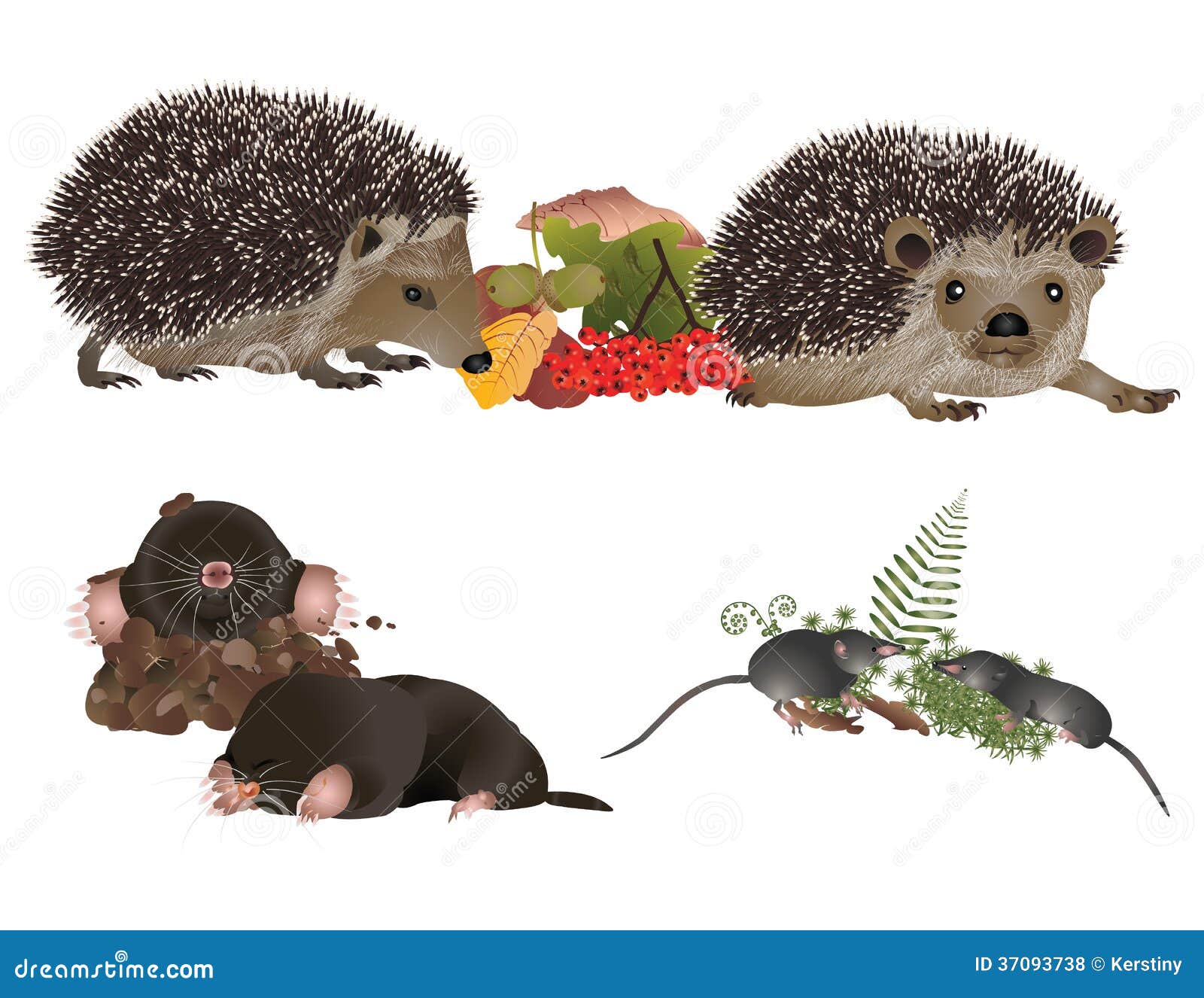 Mamíferos Insectívoros Fotos de archivo libres de regalías - Imagen ...