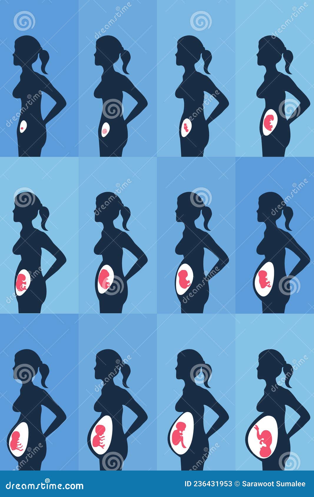 Stages of Prenatal Development Vector Stock Vector - Illustration of ... Stages of Prenatal Development Vector Stock Vector - Illustration of ...