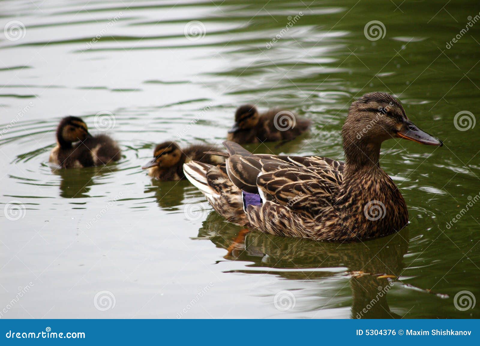 Mam3a Duck Con Los Patos Del Bebé Foto de archivo - Imagen de bebés ...