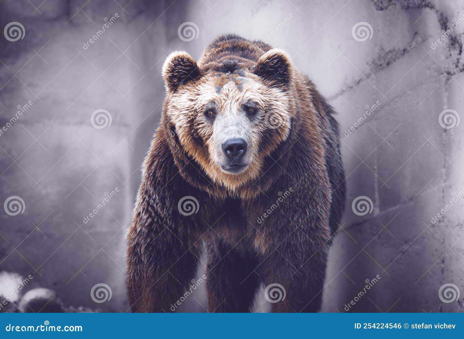 Mama bear stock photo. Image of snout, mammal, brown - 254224546