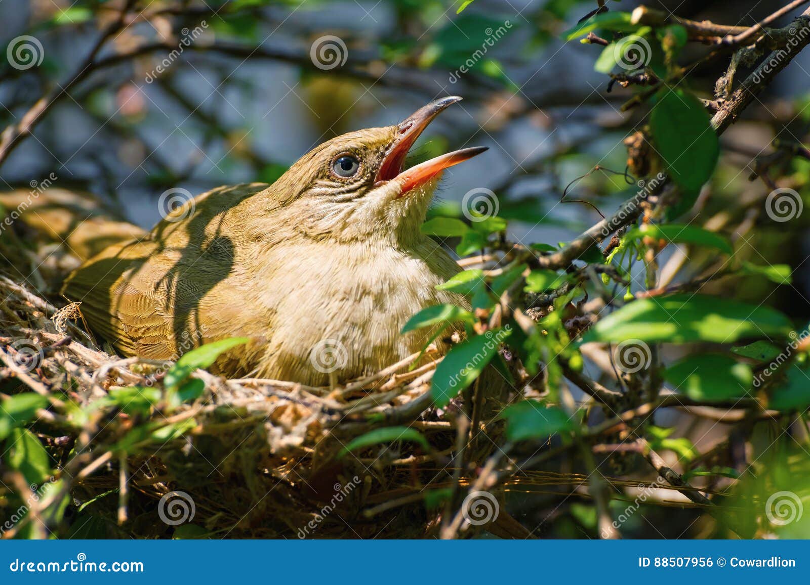 Mama Bird with Its Baby on a Tree in a Nest Stock Photo - Image of ...