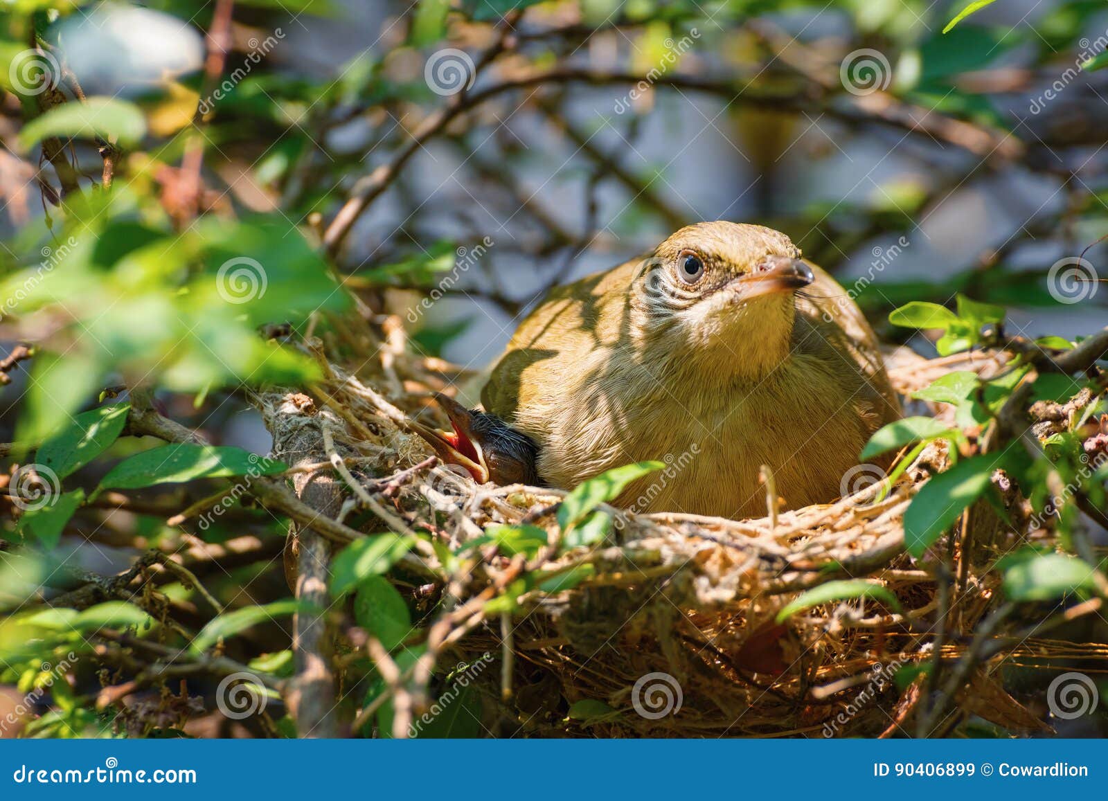 Mama Bird with Its Baby on a Tree Stock Image - Image of wildlife ...