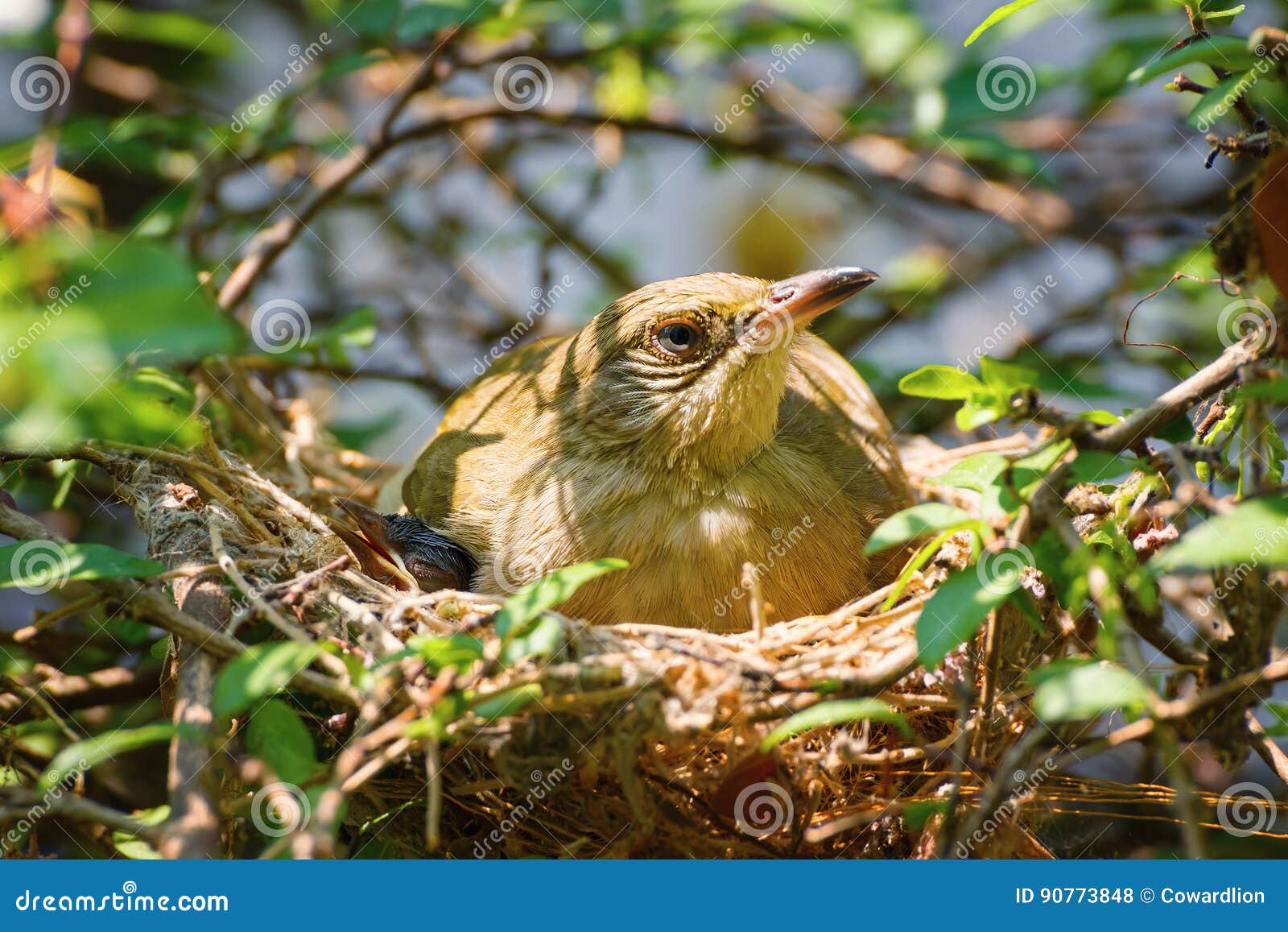 Mama Bird with Its Baby on a Tree Stock Photo - Image of nest, nature ...