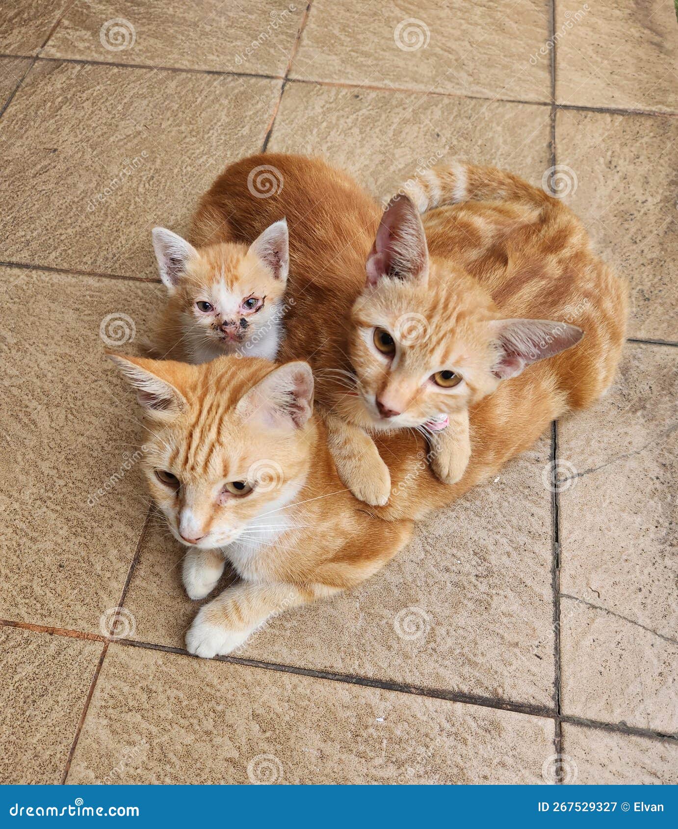 Mama Cat with Her Two Lovely Kittens Stock Image - Image of whiskers ...