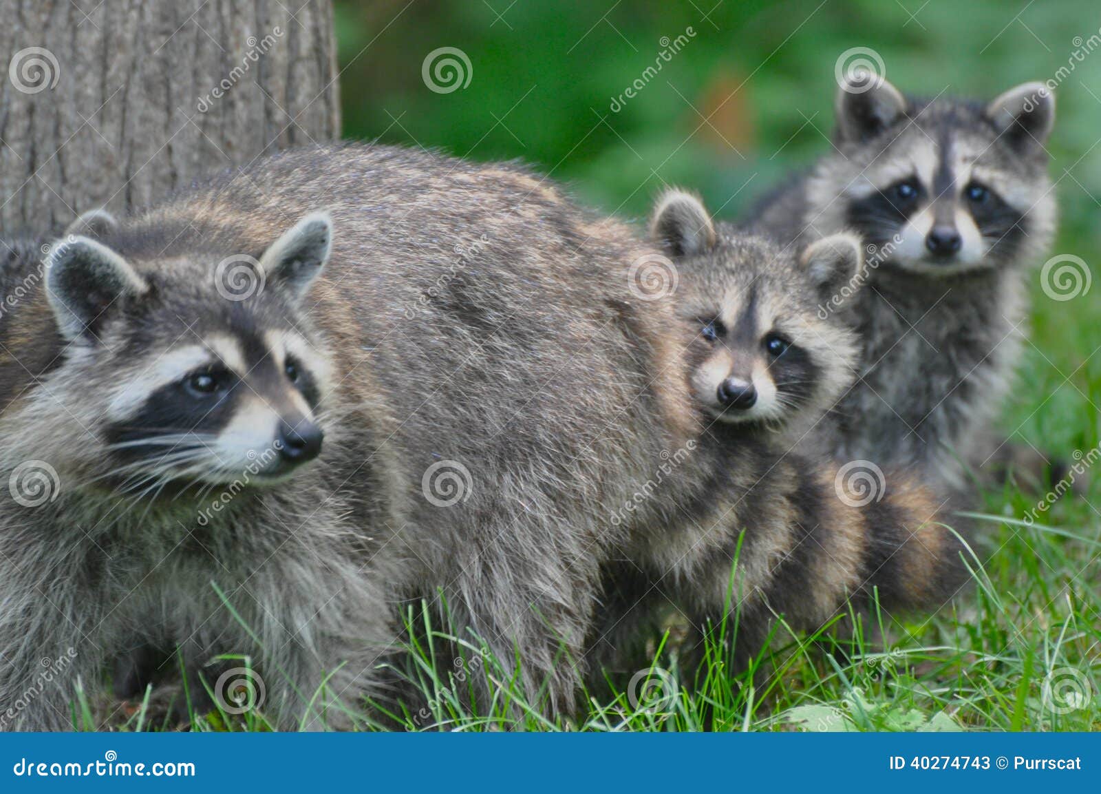 Mama Del Mapache Con Los Bebés Imagen de archivo - Imagen de animal ...