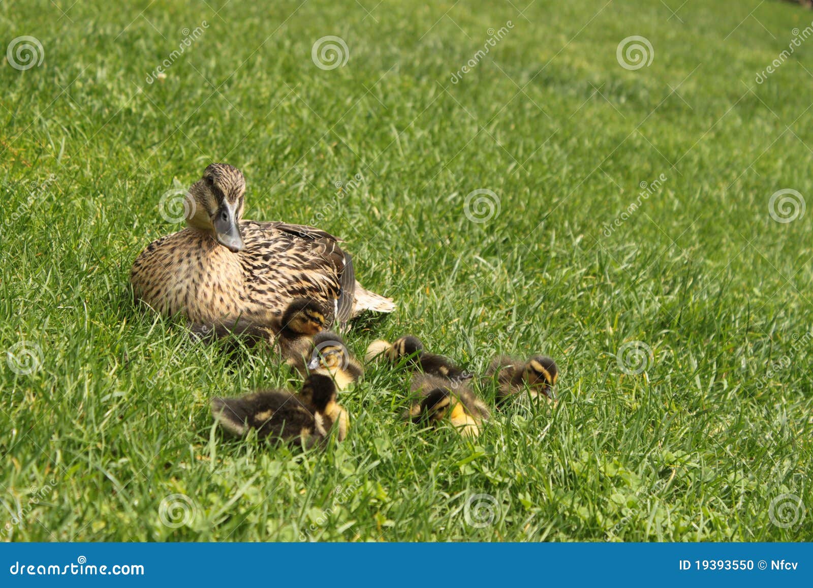 Mama duck with baby ducks stock photo. Image of baby - 19393550
