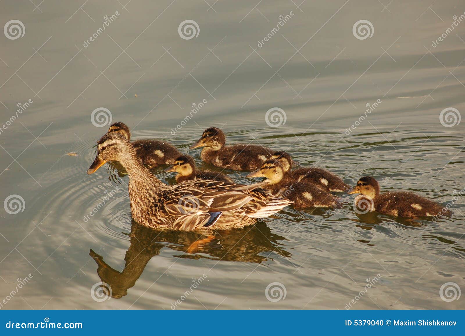Mama Duck with Baby Ducks stock photo. Image of close - 5379040