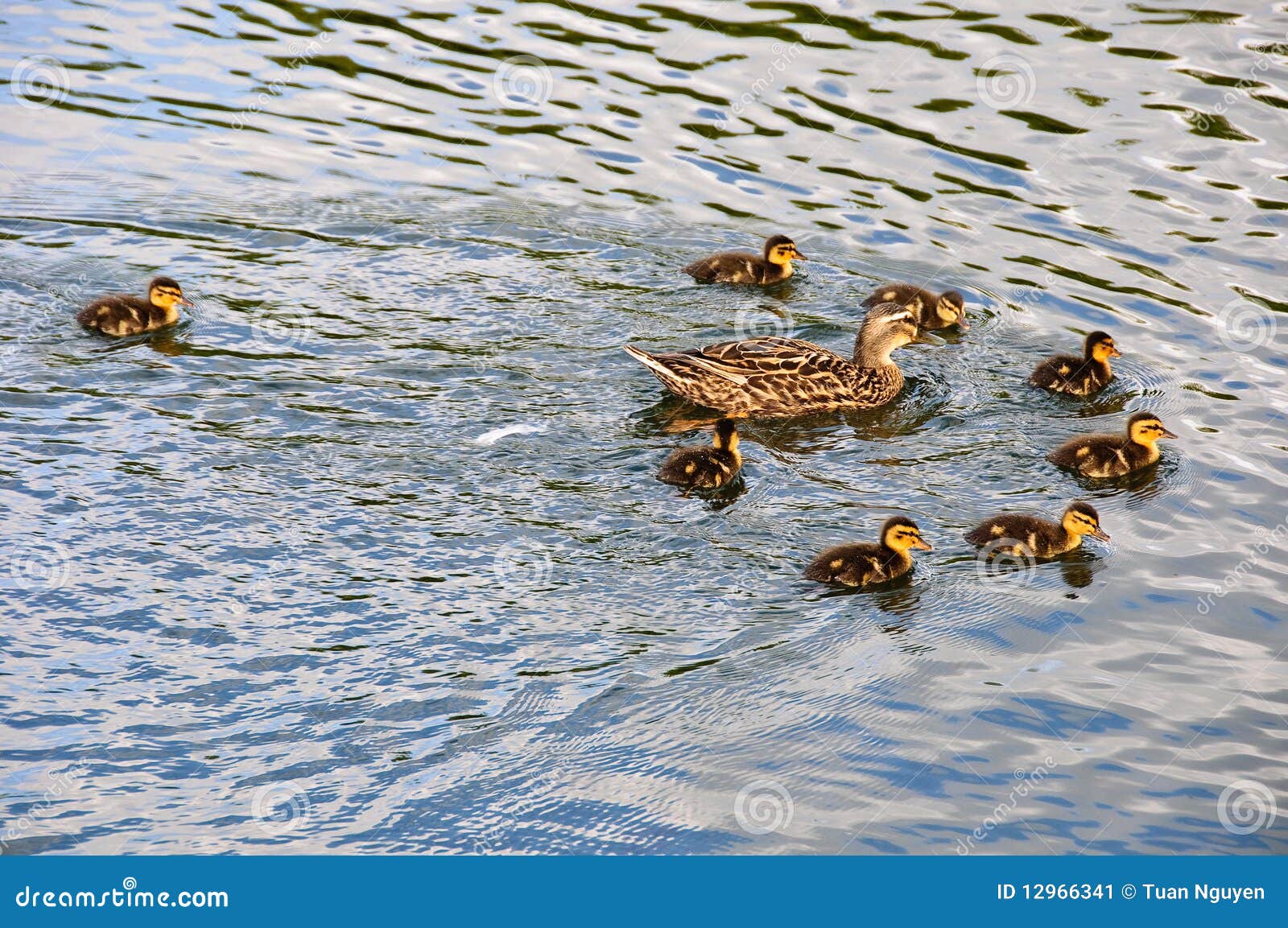 Mama Duck and Her Ducklings Stock Image - Image of western, maui: 12966341