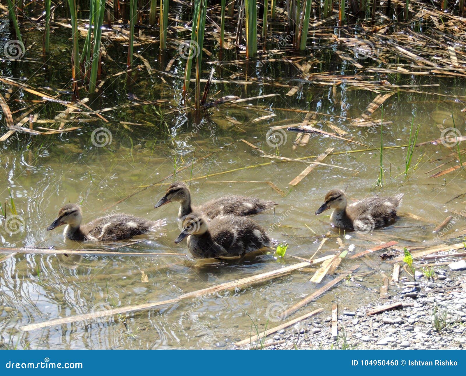 Mama Duck with Little Ducklings Stock Photo - Image of adult, mallard ...