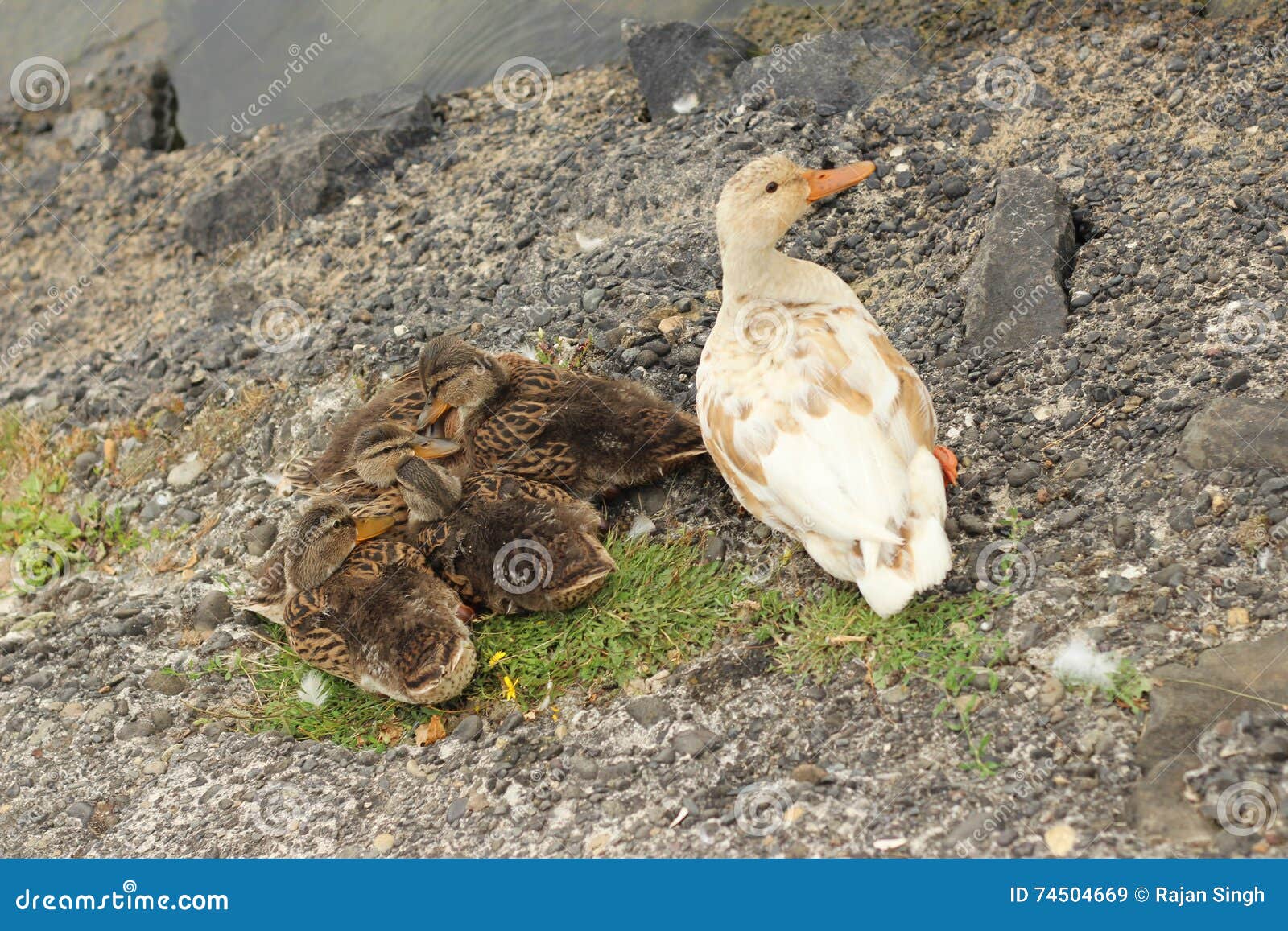 Mama duck stock image. Image of soft, fawl, small, pretty - 74504669