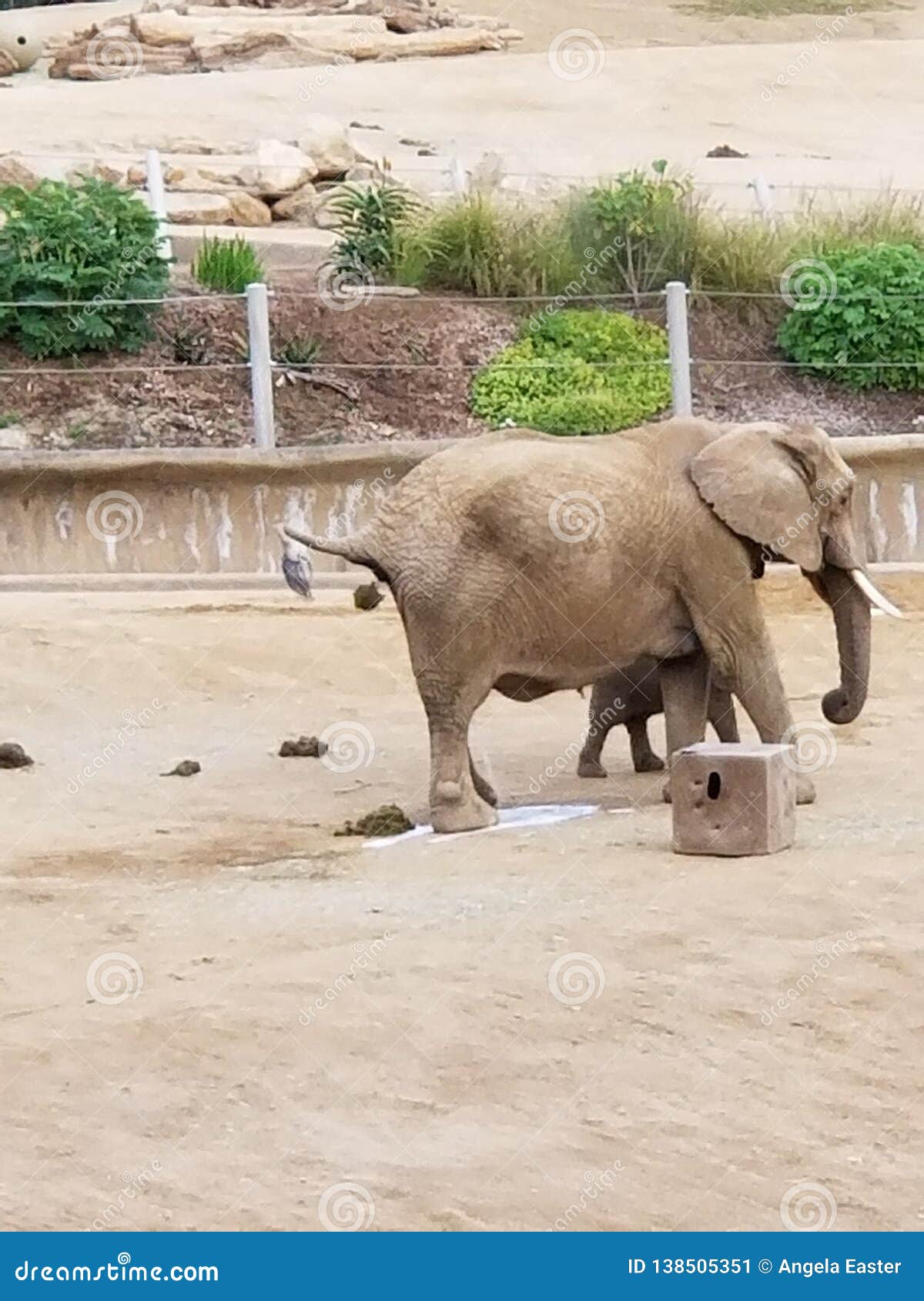 Mama Elephant Taking a Dump Stock Image - Image of dump, mama: 138505351