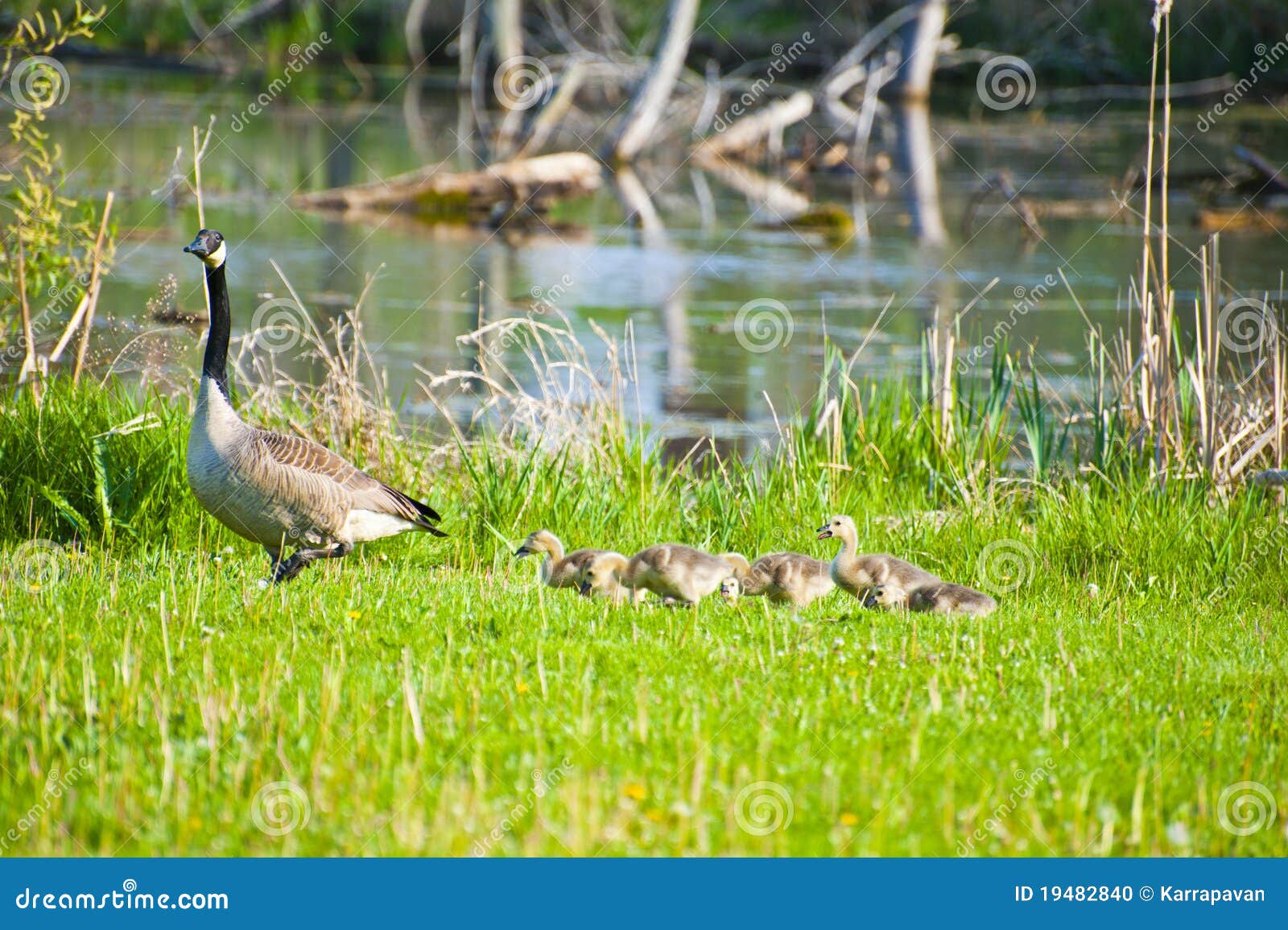 Mama goose leads chicks stock photo. Image of green, steps - 19482840