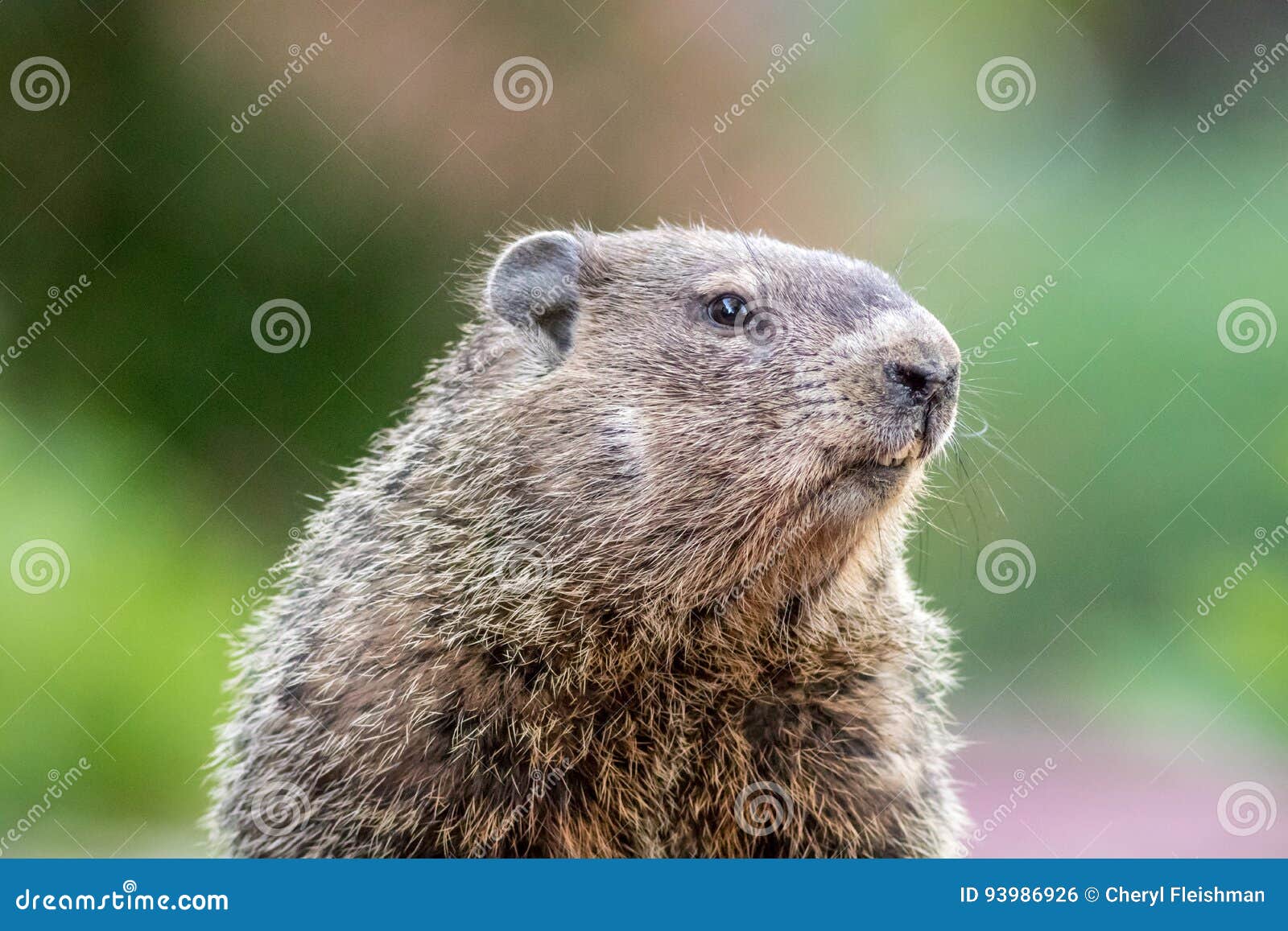 Mama groundhog stock photo. Image of animal, golf, ground - 93986926