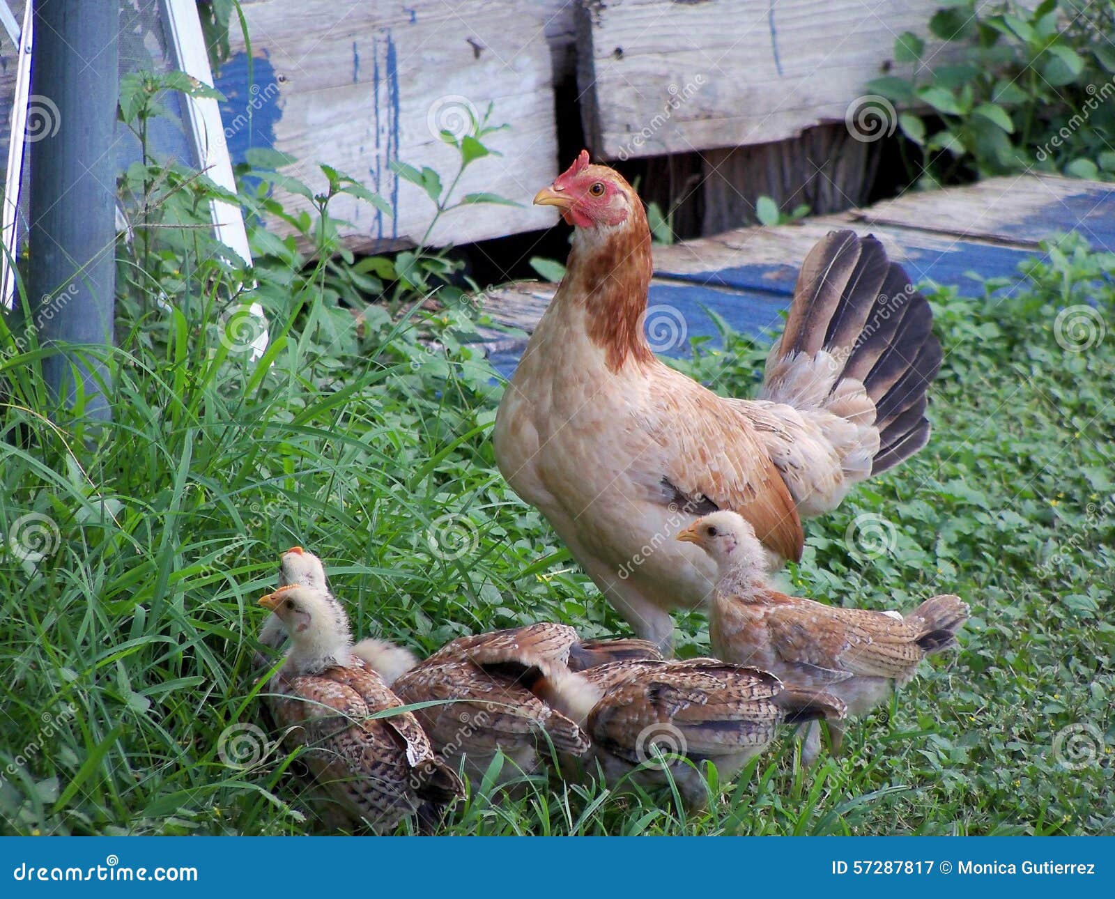 Mama hen and her chicks stock image. Image of chicks - 57287817