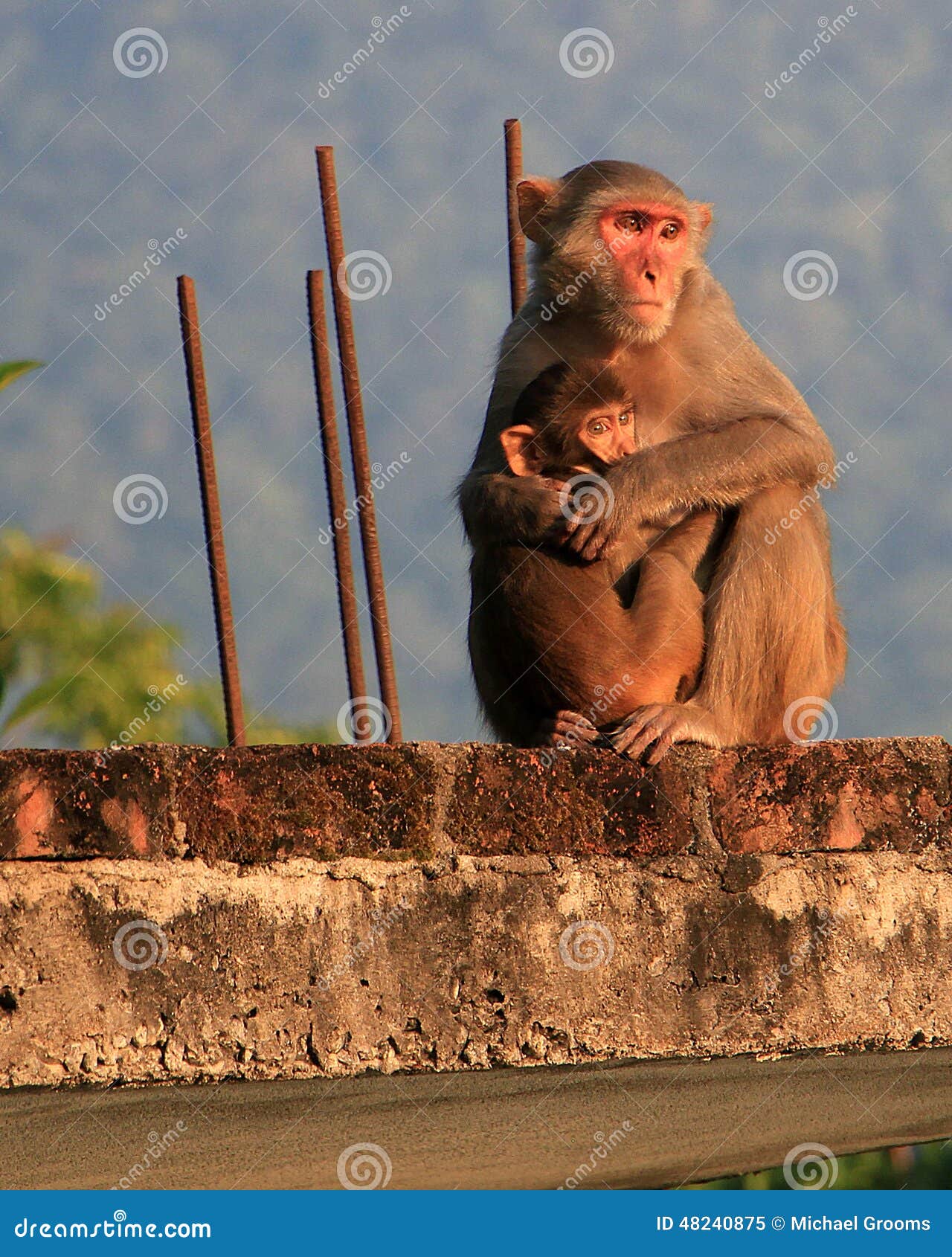 Mama Monkey Love Royalty-Free Stock Photo | CartoonDealer.com #46221045