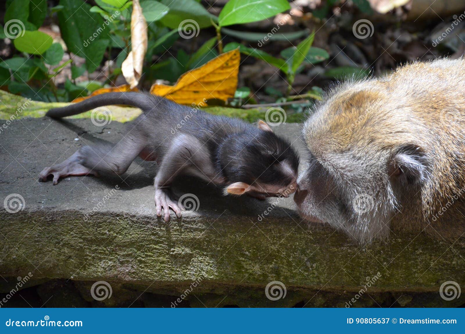 MAMA MONKEY FOREST stock image. Image of ternura, monkey - 90805637