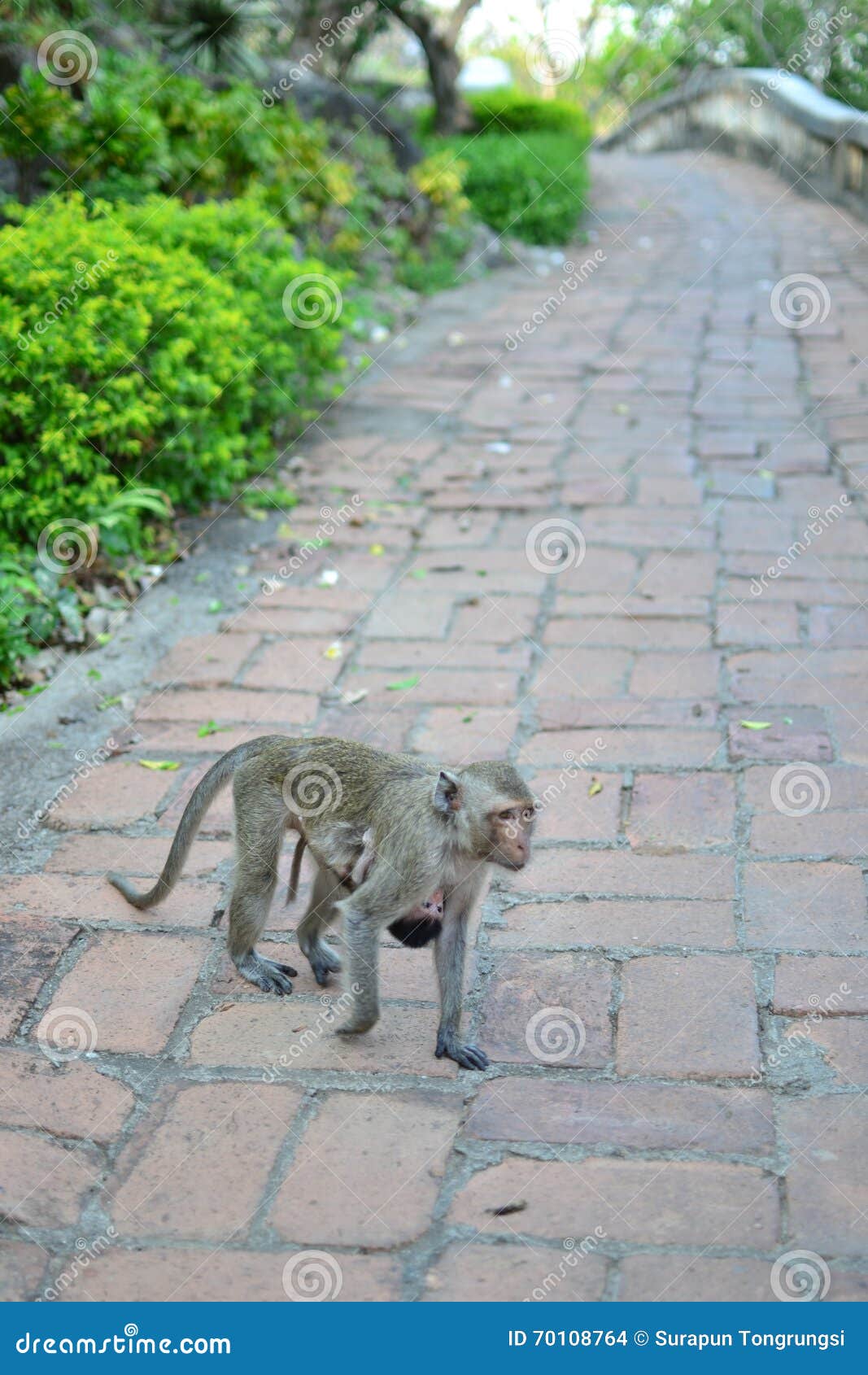 Mama Monkey stock photo. Image of comfortable, historic - 70108764