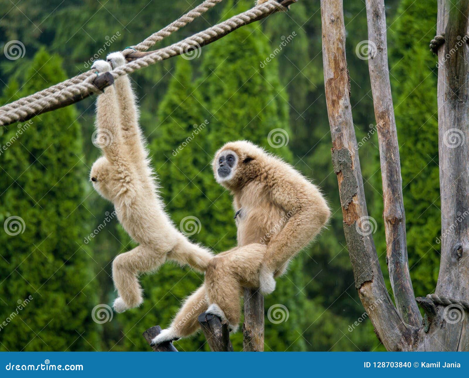 Mama Monkey Looking Ant Baby Monkey Stock Photo - Image of lemur ...