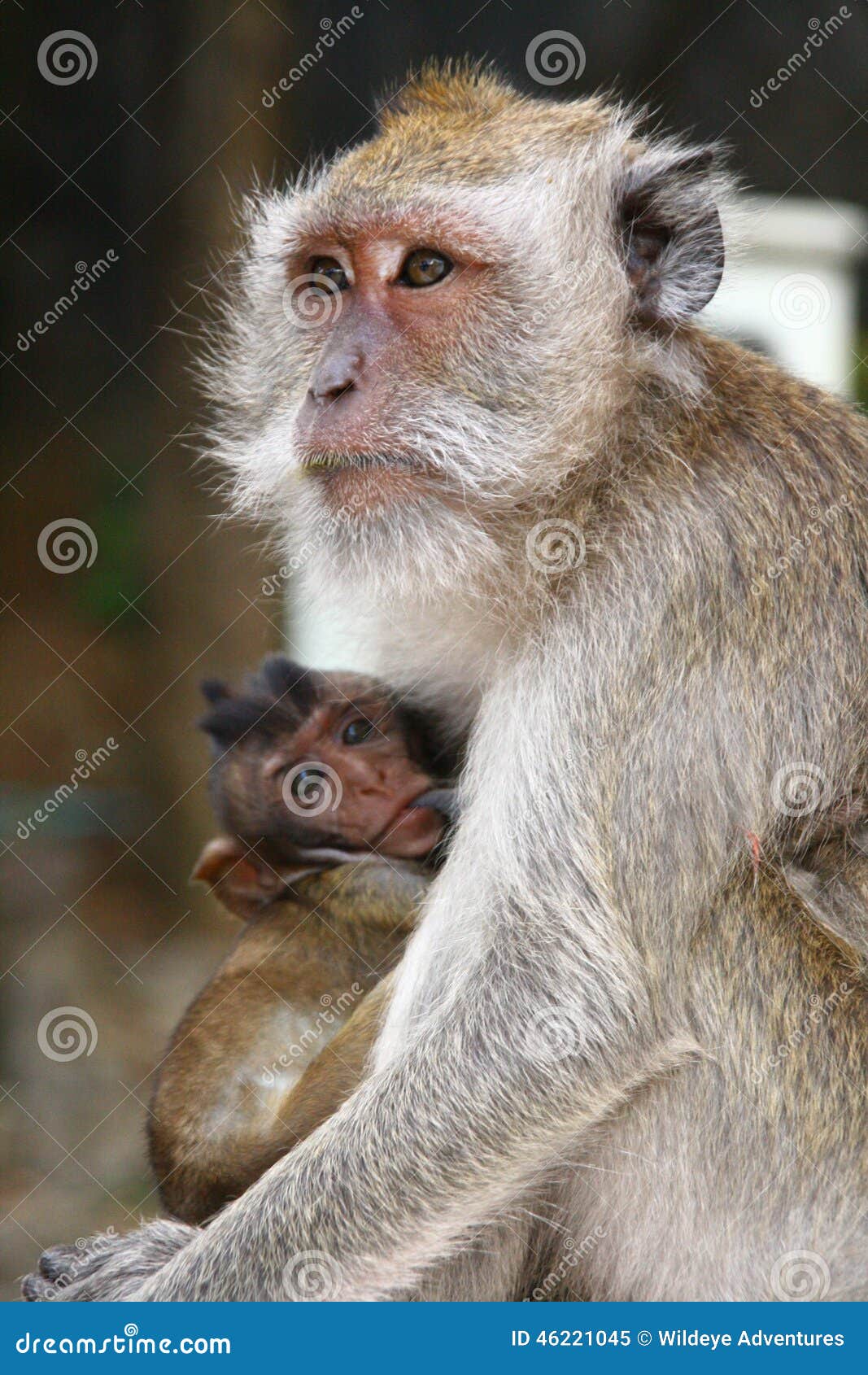 Mama Monkey Love stock image. Image of wildlife, mammal - 46221045