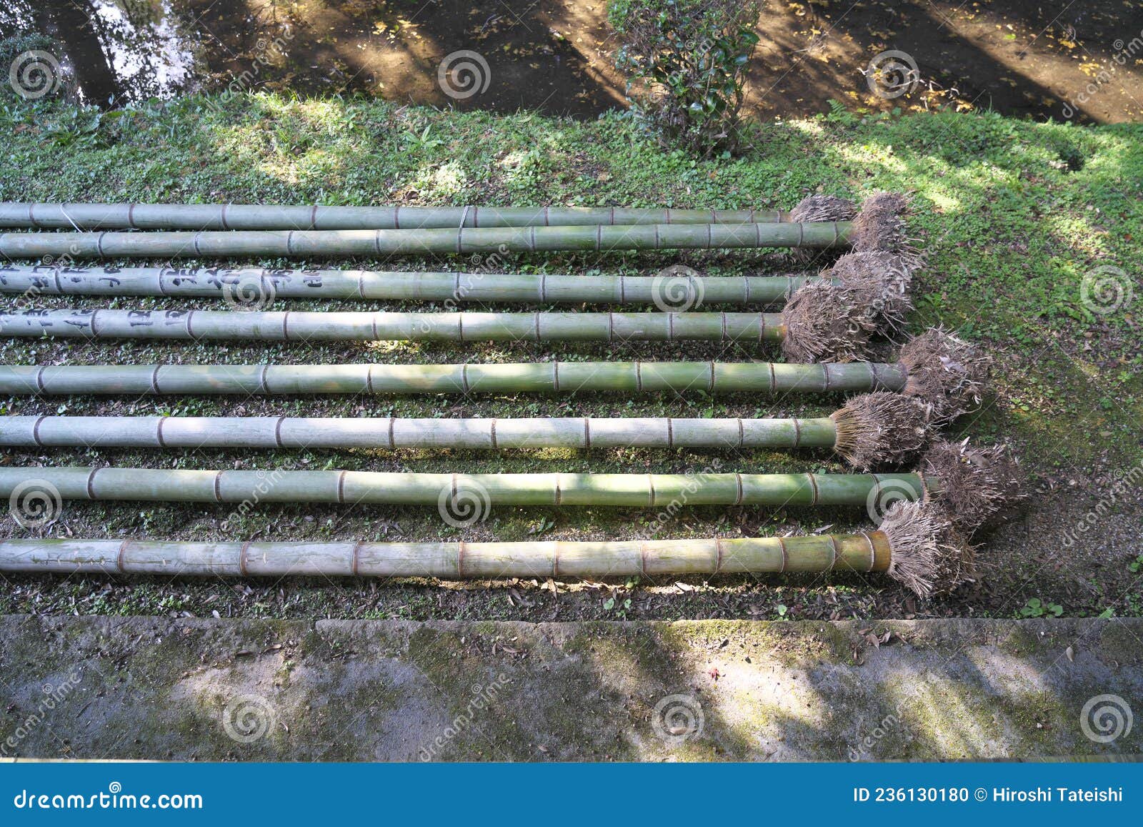 Mama Ou Bambu De Madeira Japonesa Ou Phyllostachys Bambusoides Para Ser ... Mama Ou Bambu De Madeira Japonesa Ou Phyllostachys Bambusoides Para Ser ...