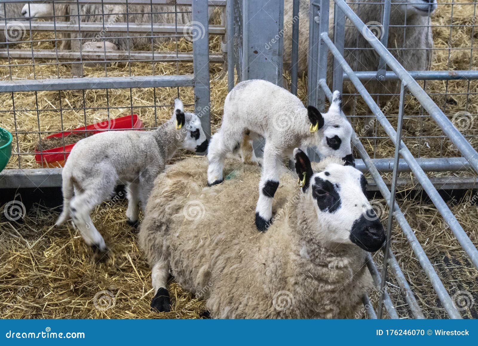 Mama Sheep and Her Lambs in a Pen with Hay Stock Photo - Image of field ...