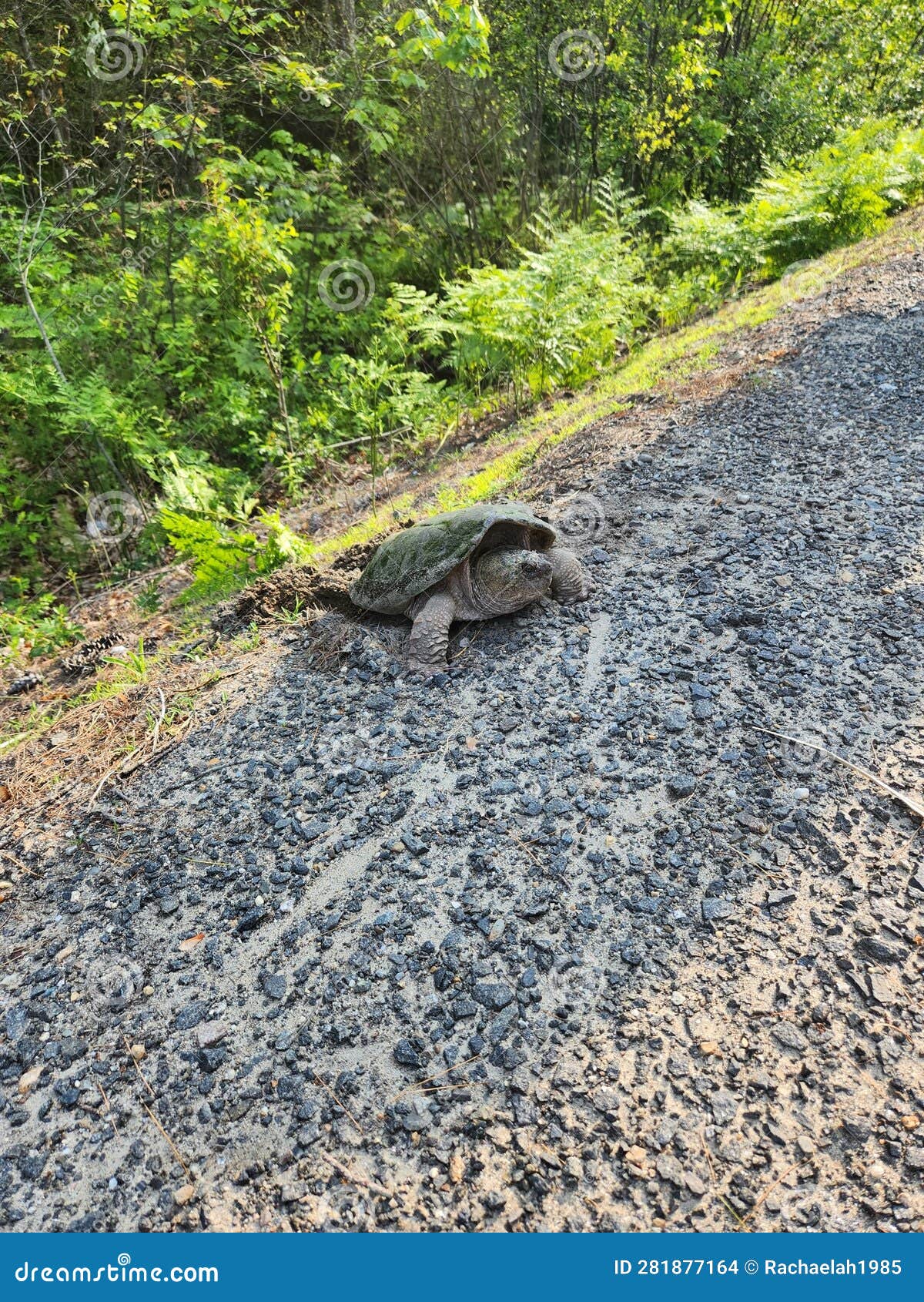 Mama Snapping Turtle Laying Her Eggs in the Side of the Road Stock ...
