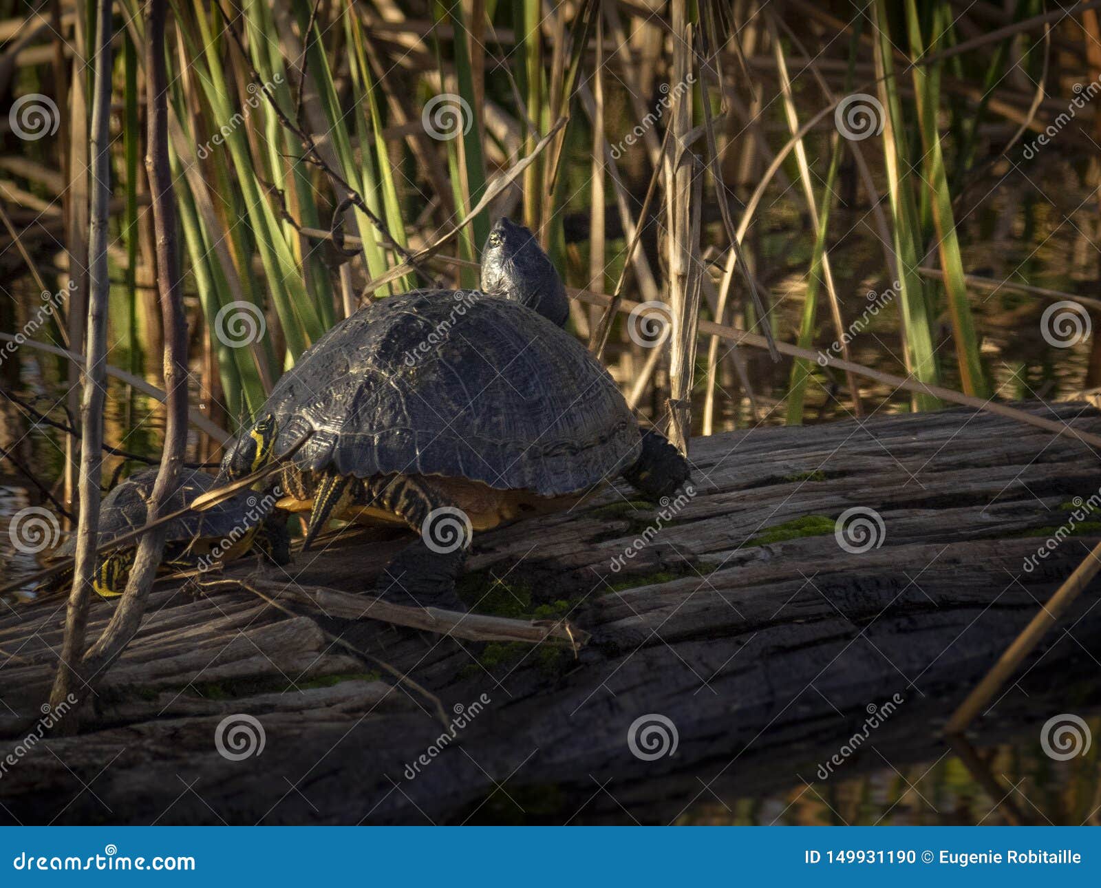 Mama turtle with her baby stock photo. Image of reptile - 149931190