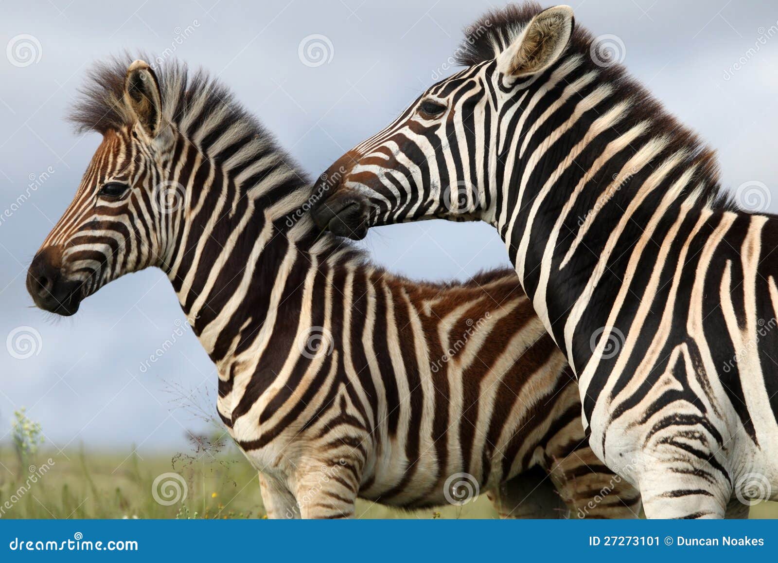 Mama y potro de la cebra imagen de archivo. Imagen de safari - 27273101