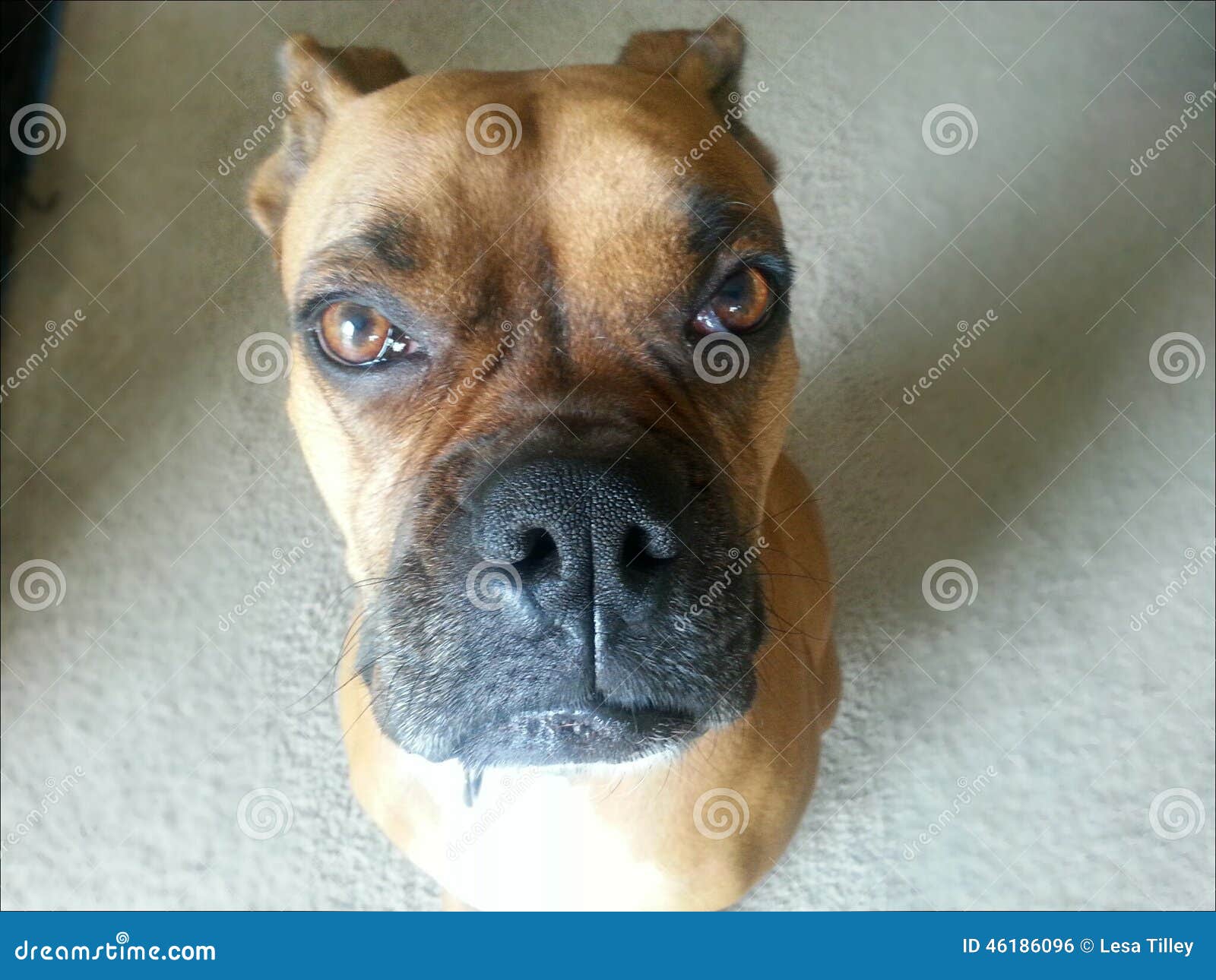 Mamas boxer pup stock photo. Image of pets, mamas, boxers - 46186096