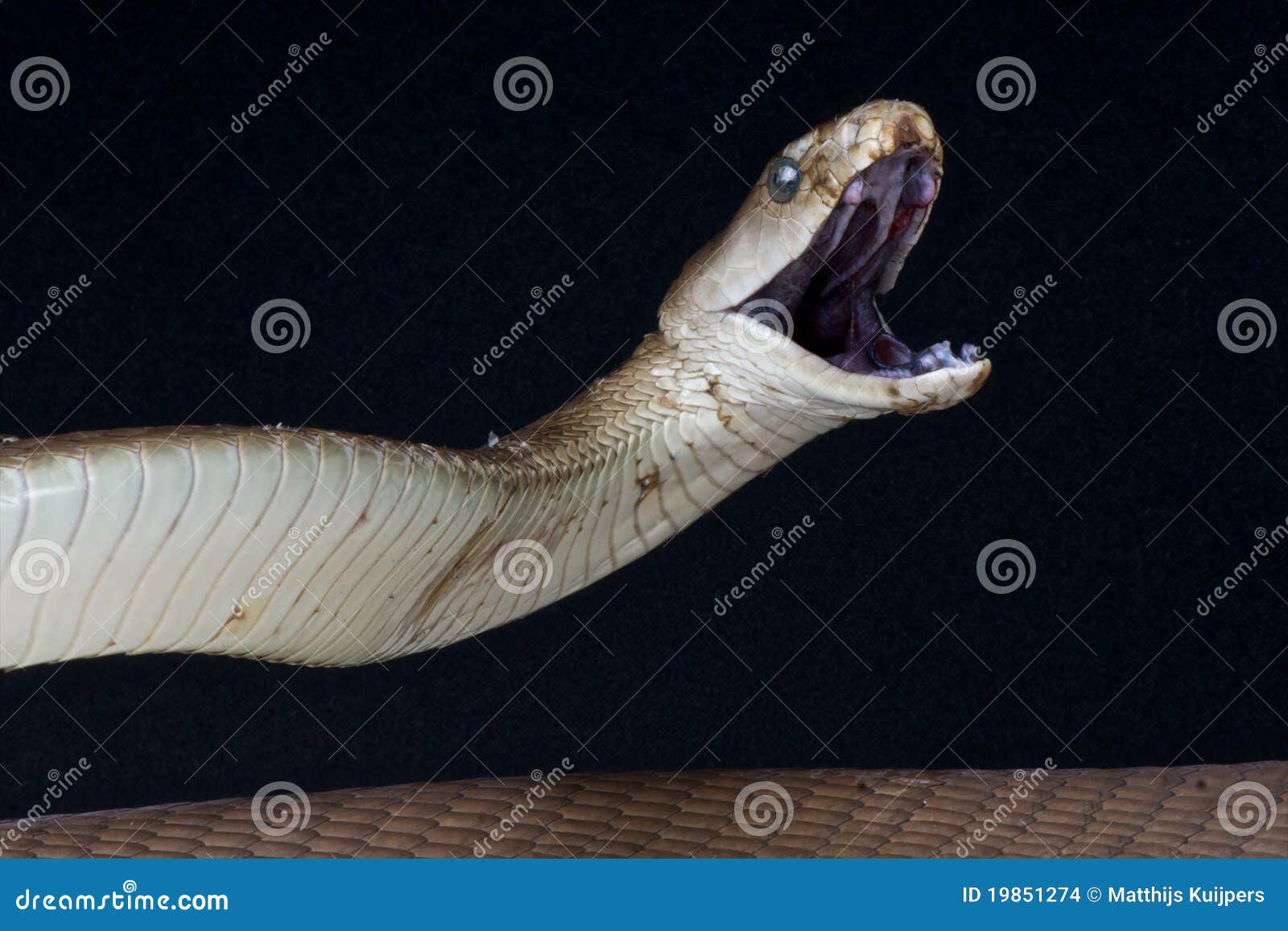 Mamba Negra Súper Pantanosa Llegó El #MAMBASALE🌶 Te Esperamos