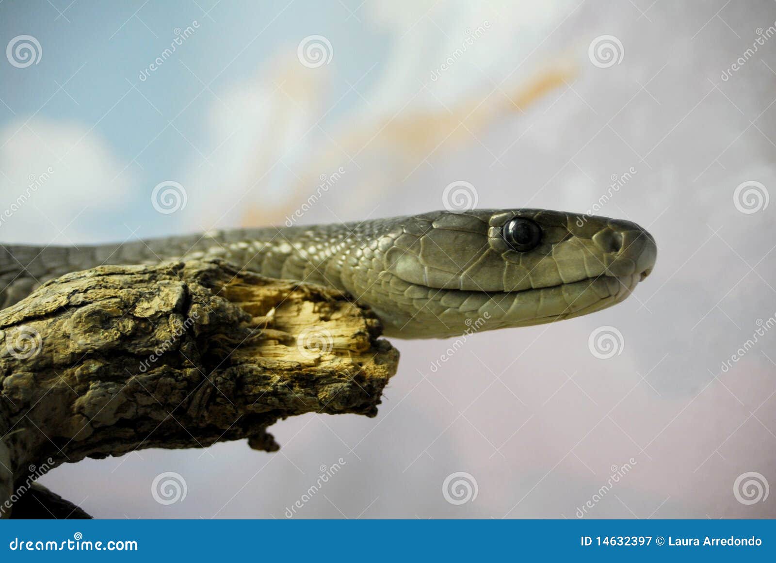 Mamba preta imagem de stock. Imagem de animal, curso - 14632397