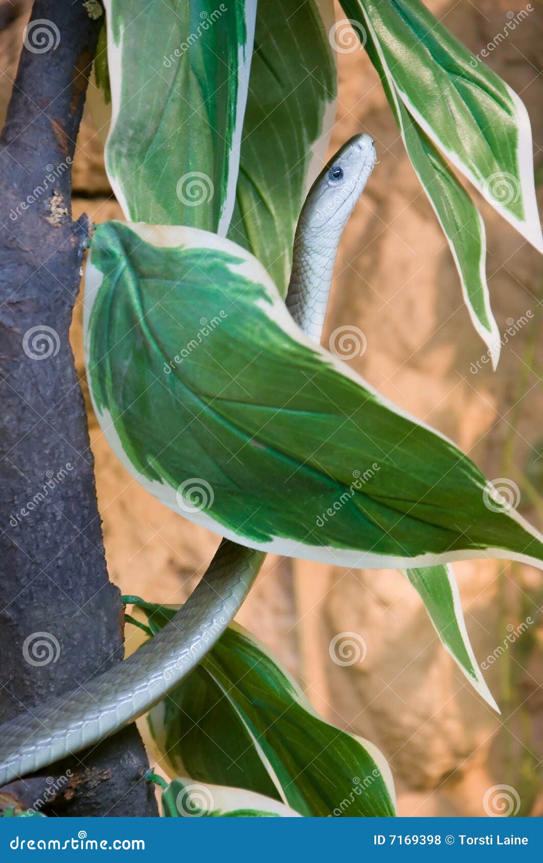 Mamba preta foto de stock. Imagem de cara, réptil, wilderness - 7169398