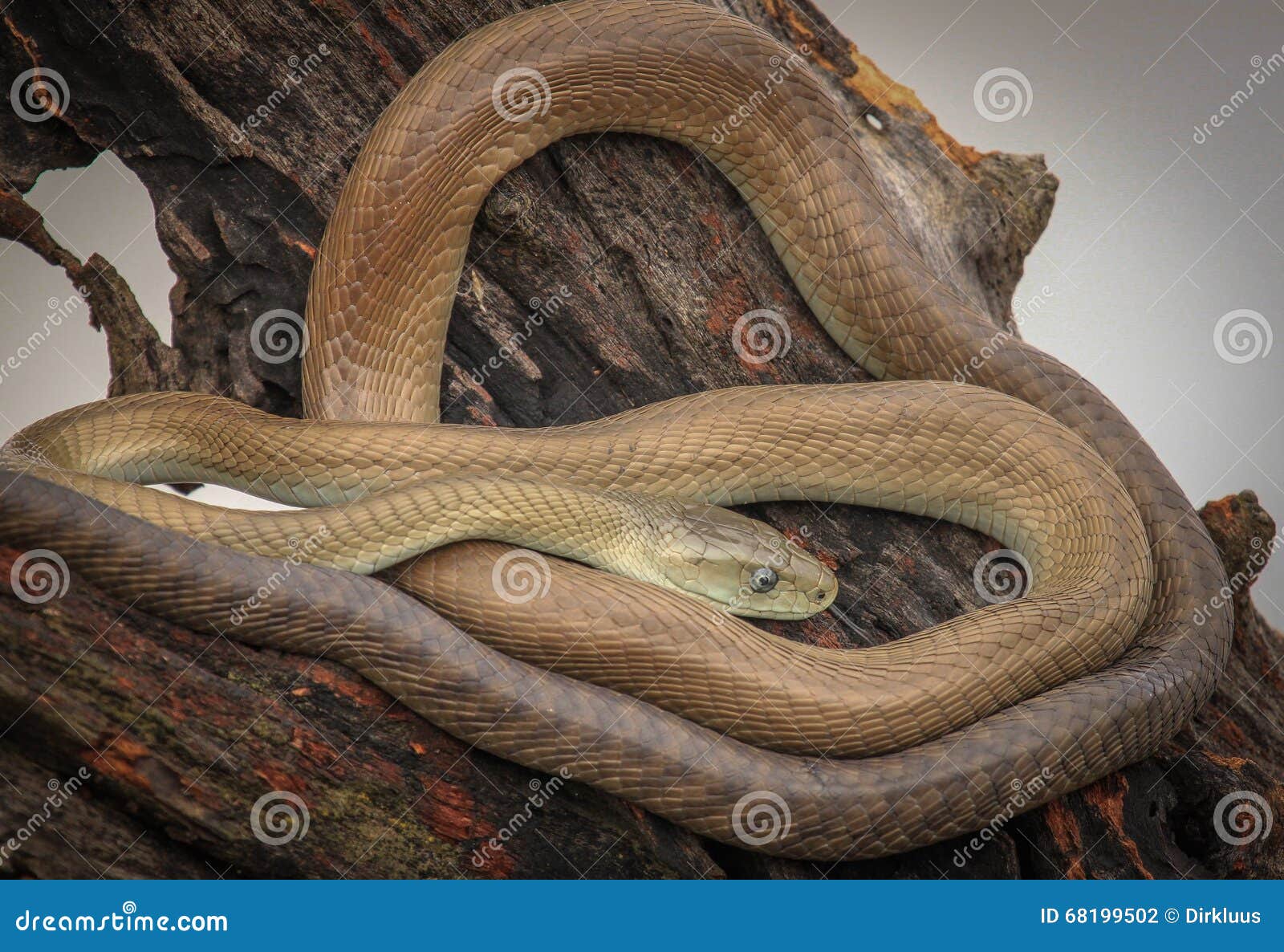 Mamba Snake stock photo. Image of black, snake, venomous - 68199502