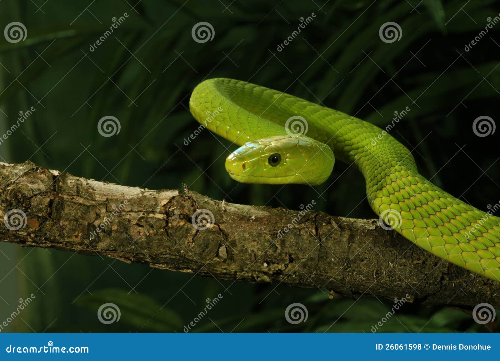 Mamba Verde Africana Do Leste Foto de Stock - Imagem de mamba, wildlife ...