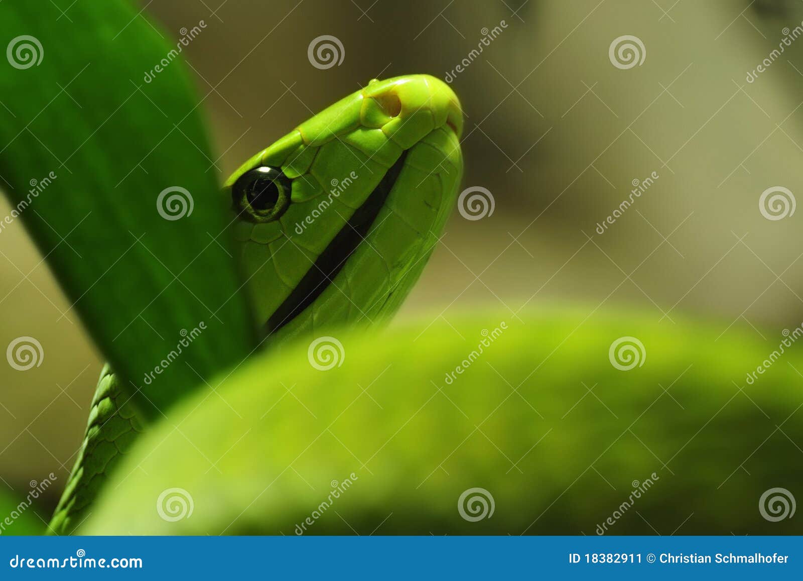 Mamba Vert (angusticeps De Dendroaspis) Image stock - Image du buissons ...