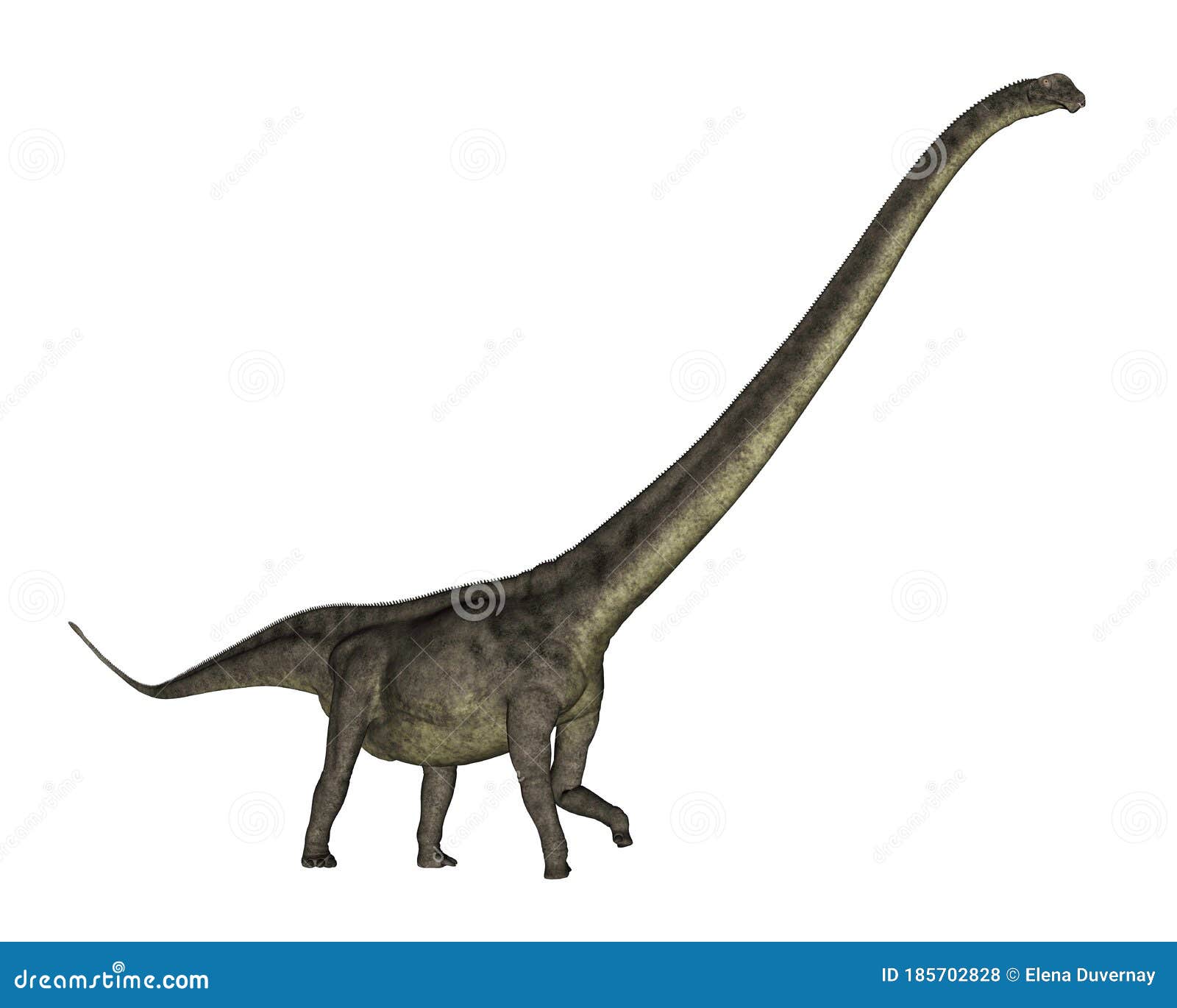 Mamenchisaurus Dinosaur Walk - 3D Render Stock Illustration ...