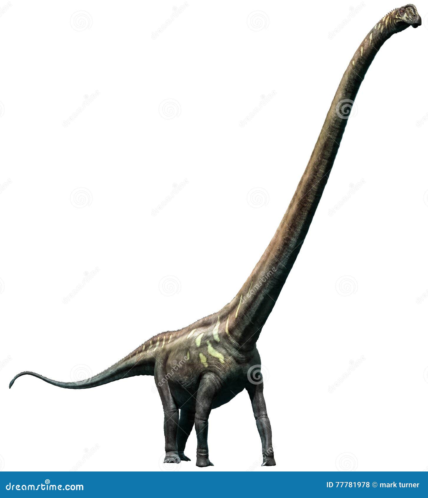 Mamenchisaurus stock illustration. Illustration of prehistoric - 77781978