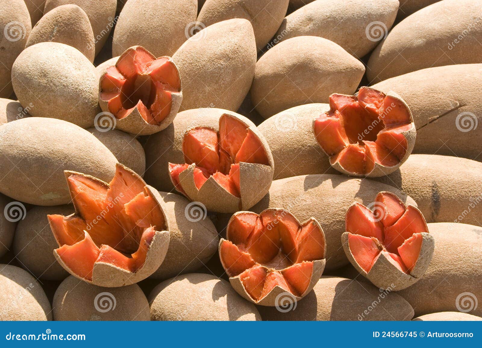 Mamey stock image. Image of fresh, delicious, flavor - 24566745