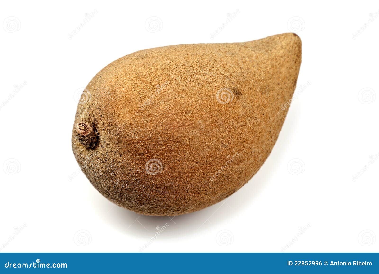 Mamey Sapote stock photo. Image of mamey, zapote, food - 22852996