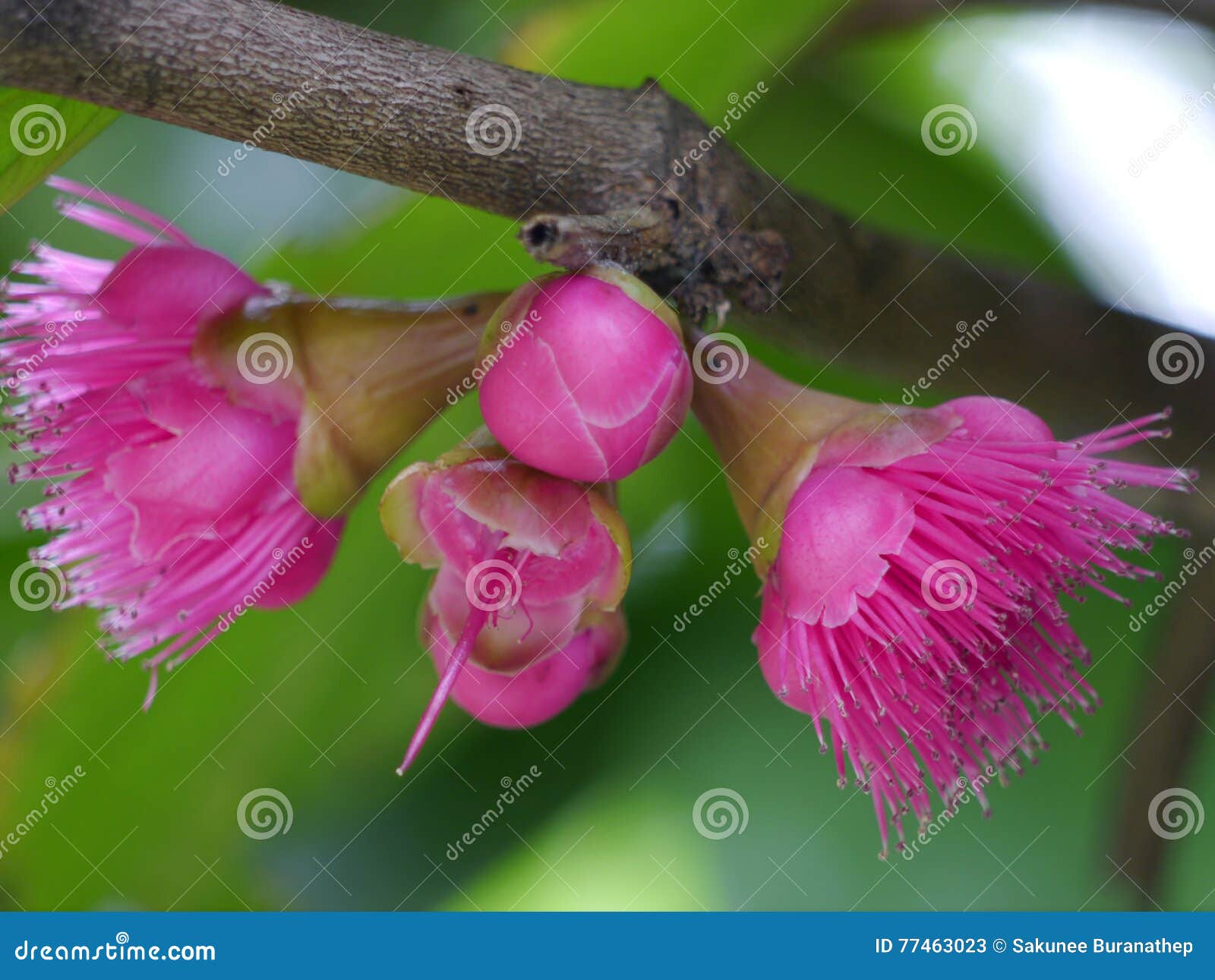 Mamiew Pomerac, Malay Apple Syzygium Malaccense Isolated. Jambu Jamaika ...