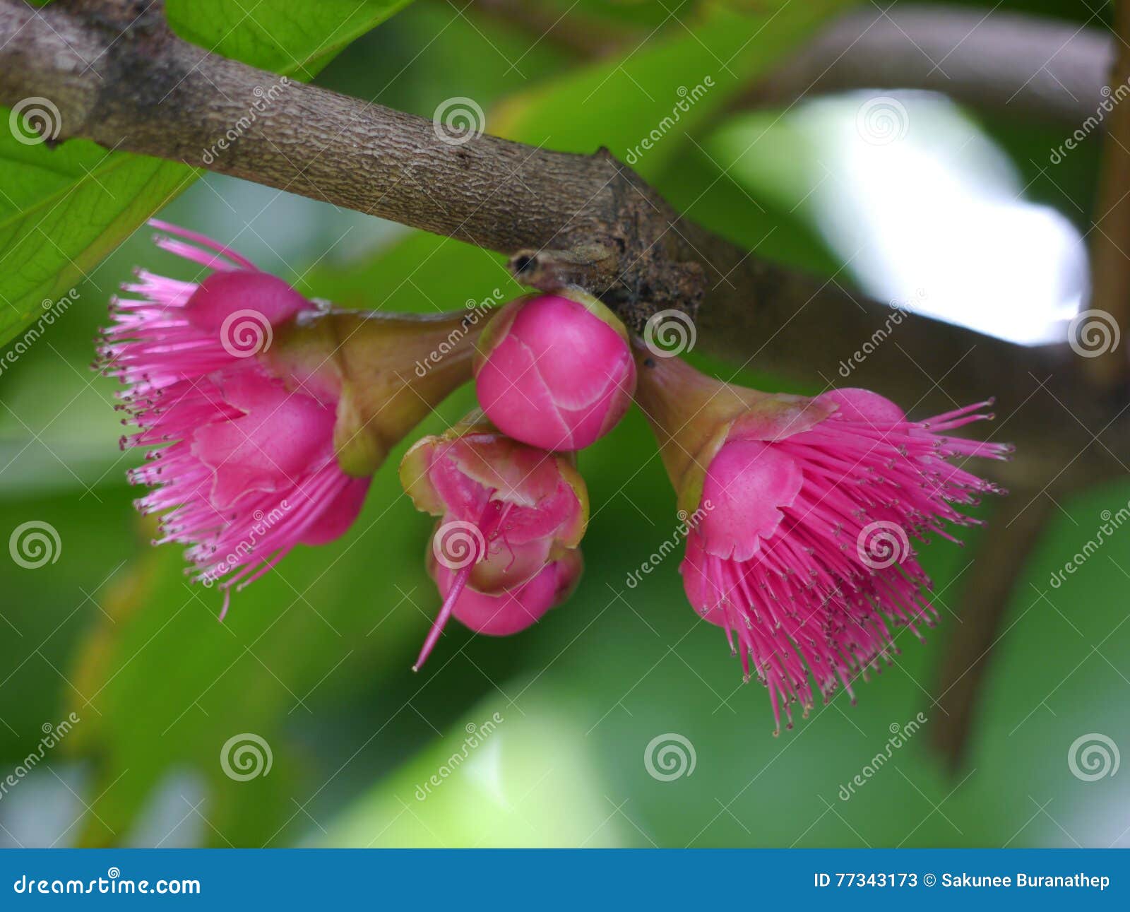 Mamiew Pomerac (Syzygium Malaccense) Isolated On White Background ...